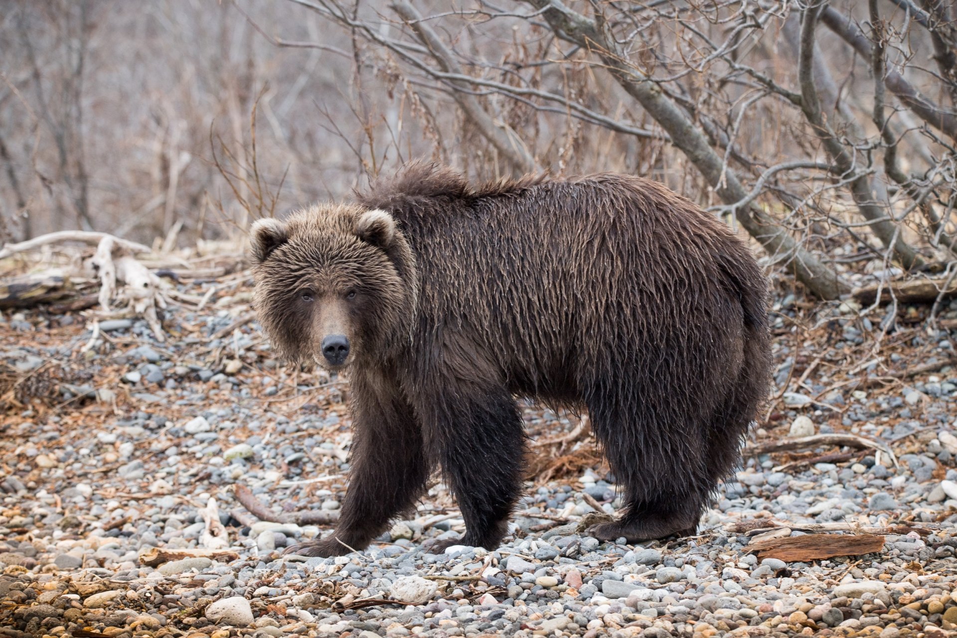 Majestic Wild Bear in HD Nature Wallpaper | 2500x1667 | Wallpaper Abyss