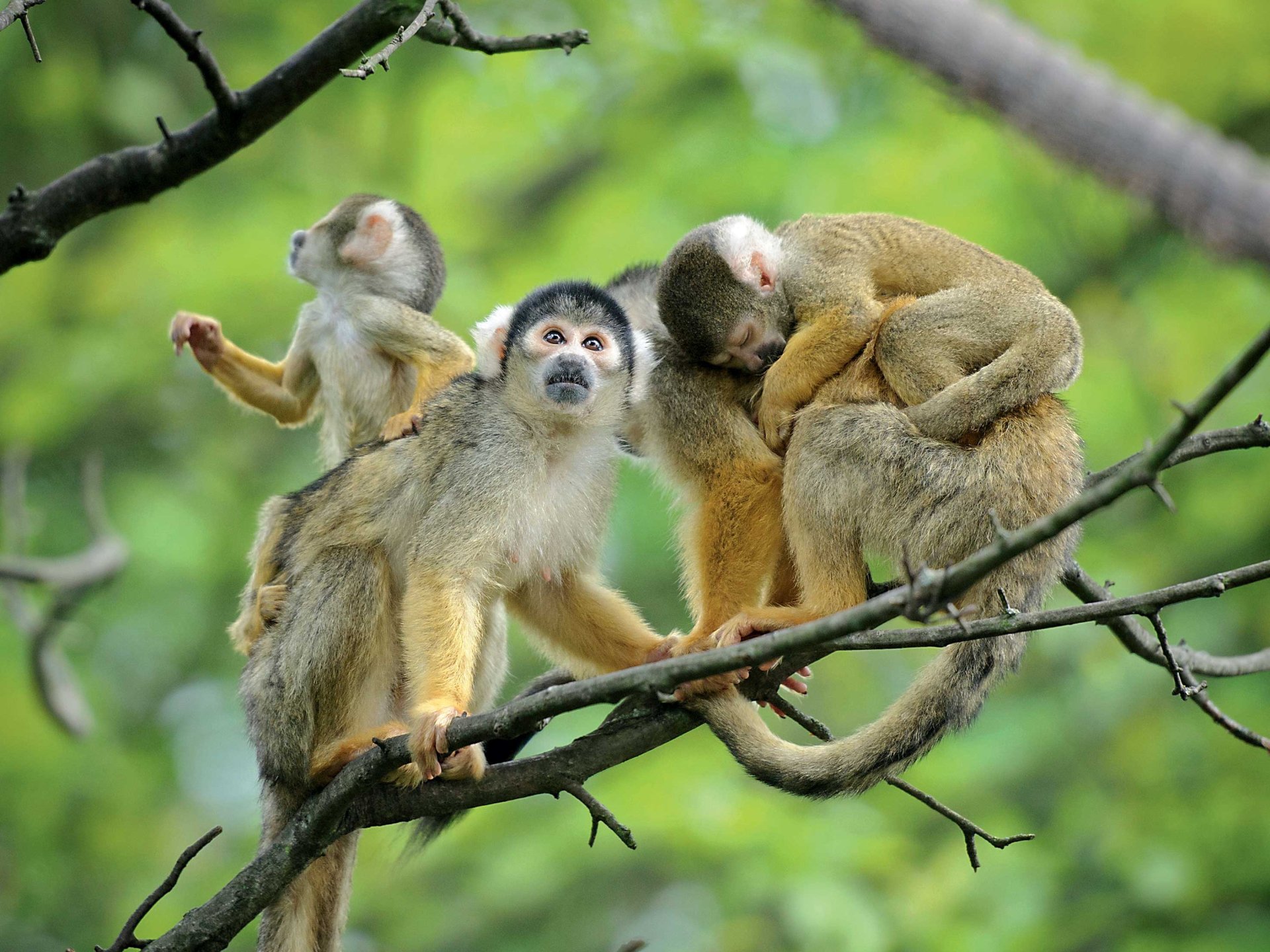 Download Branch Monkey Animal Squirrel Monkey HD Wallpaper