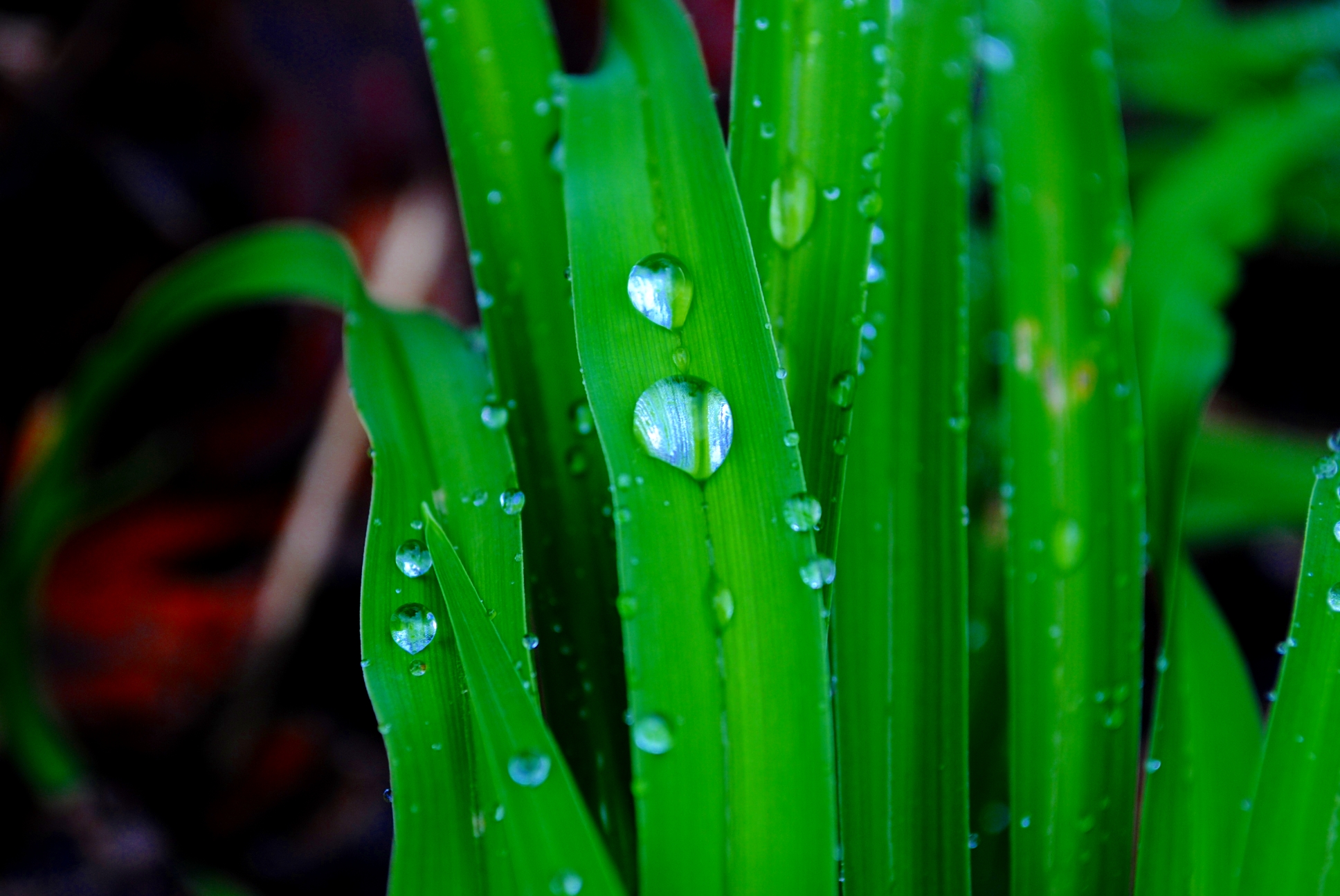 Nature's Crystal: Stunning HD Water Droplets on Vibrant Green Leaves by ...