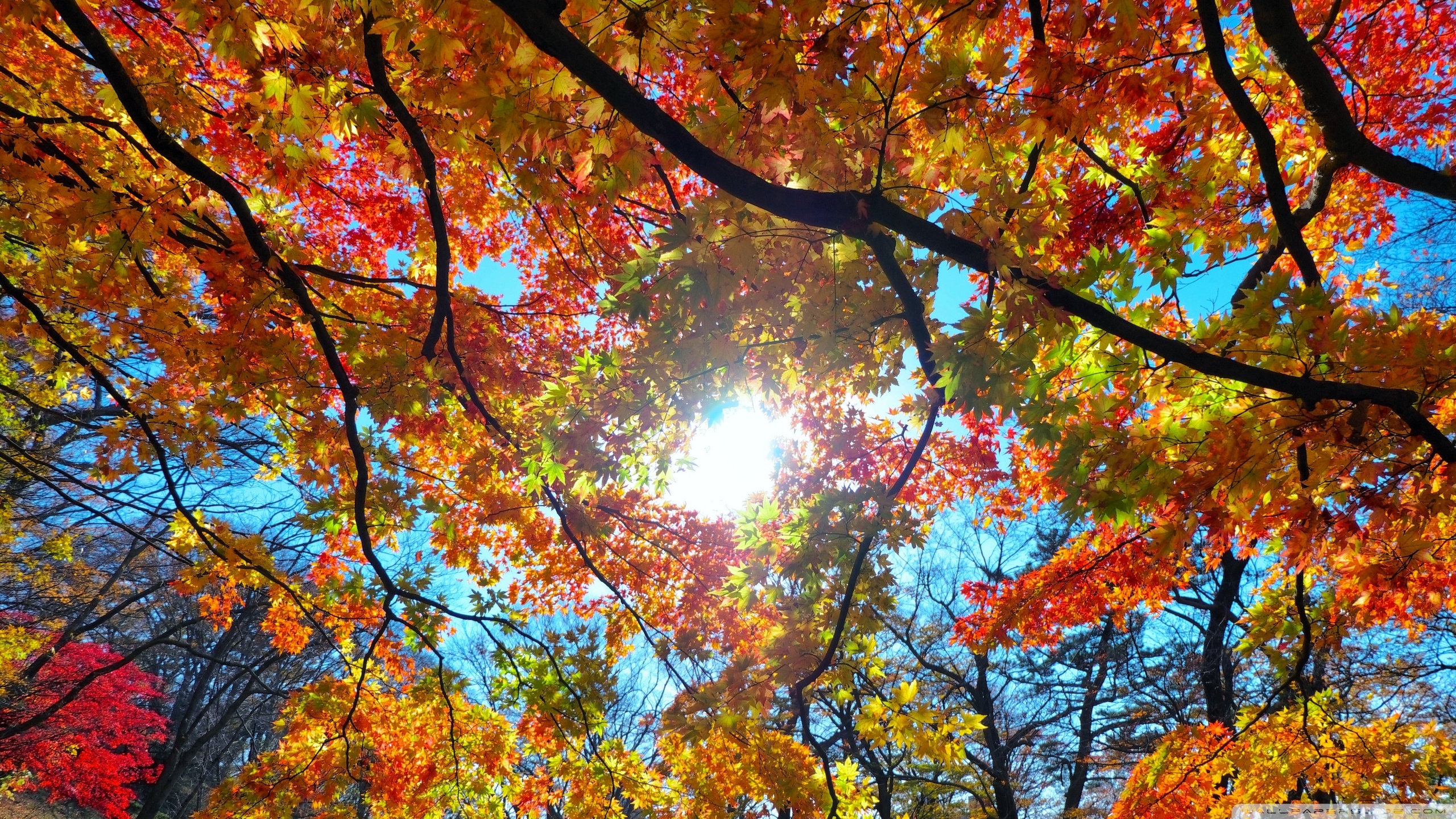 Download Nature Branch Sunshine Leaf Fall HD Wallpaper