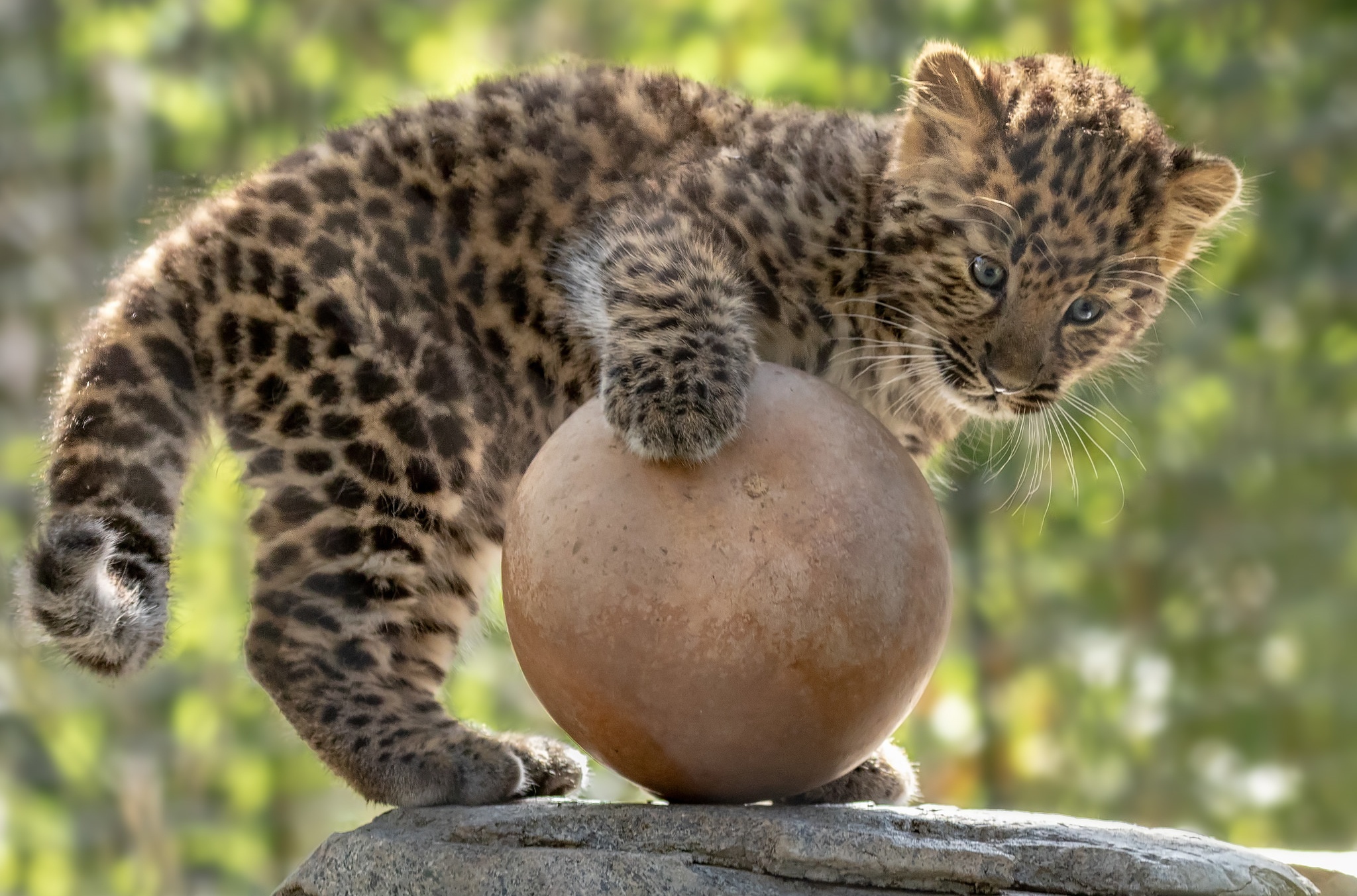 Playful Leopard Cub: HD Baby Animal Wallpaper
