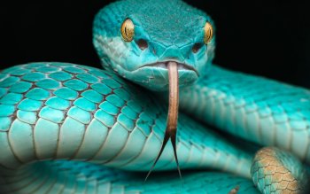 244 Poison HD Wallpapers | Background Images - Wallpaper Abyss - Page 3