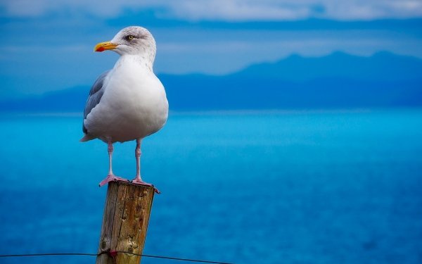 Seagull HD Wallpaper | Background Image | 1920x1080 | ID:327866 ...
