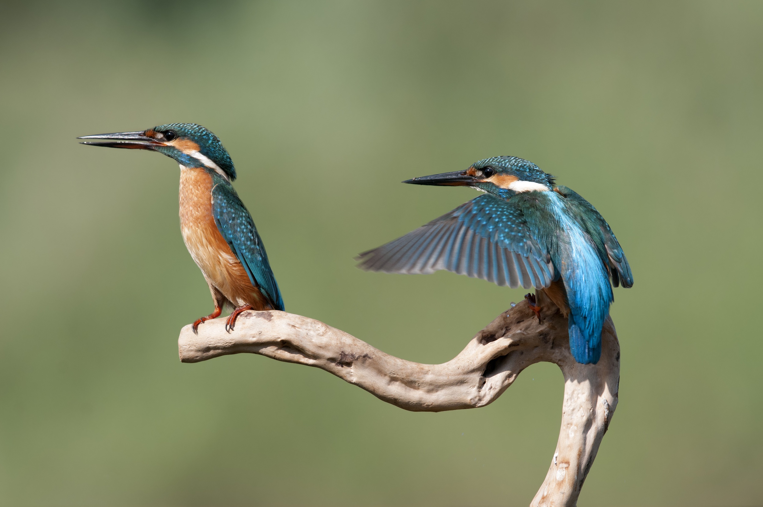 Common (Eurasian) (Small Blue) Kingfisher - alcedo atthis