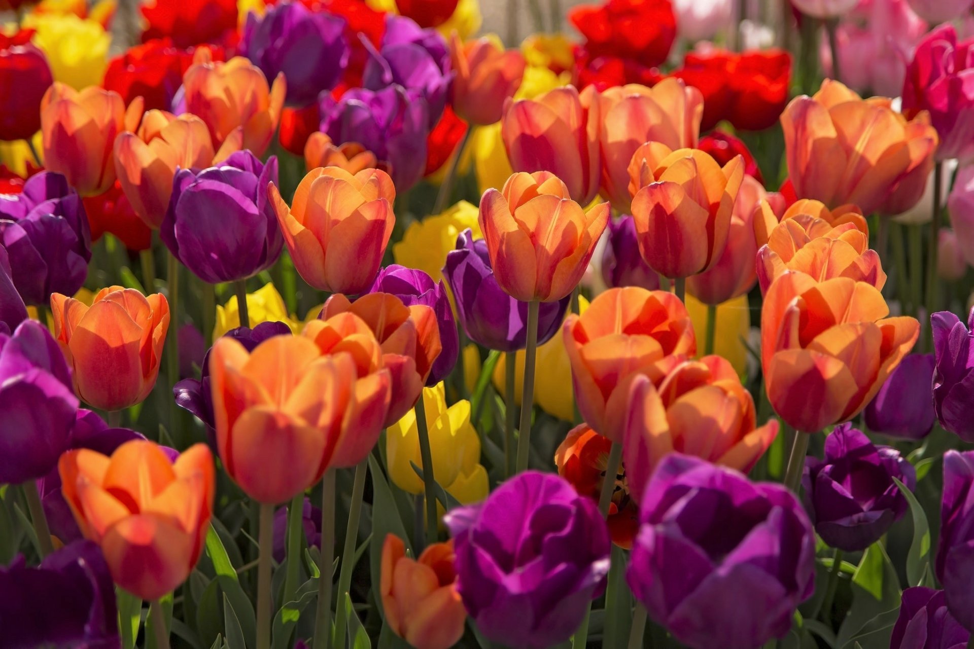 Download Colorful Colors Flower Nature Tulip HD Wallpaper