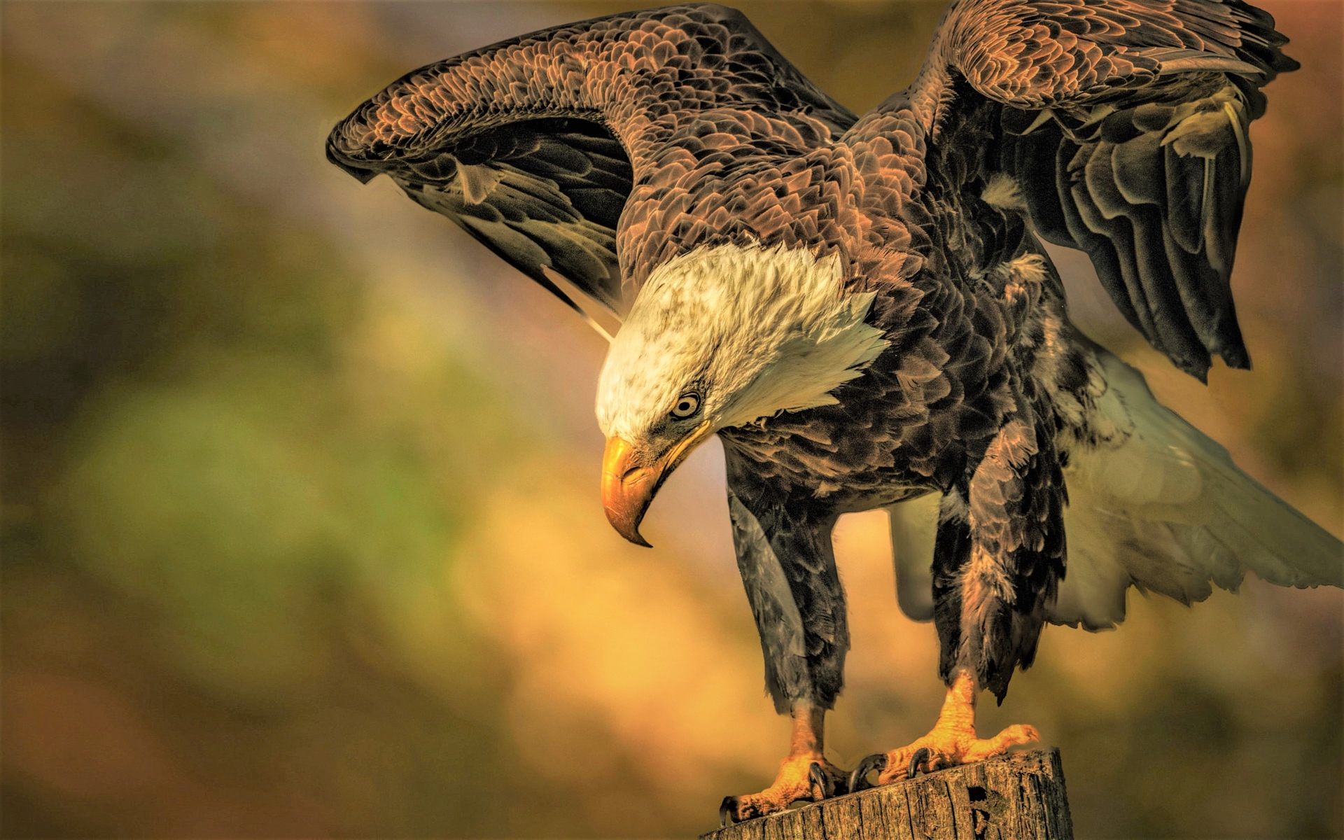 Download Bird Of Prey Bird Animal Bald Eagle HD Wallpaper