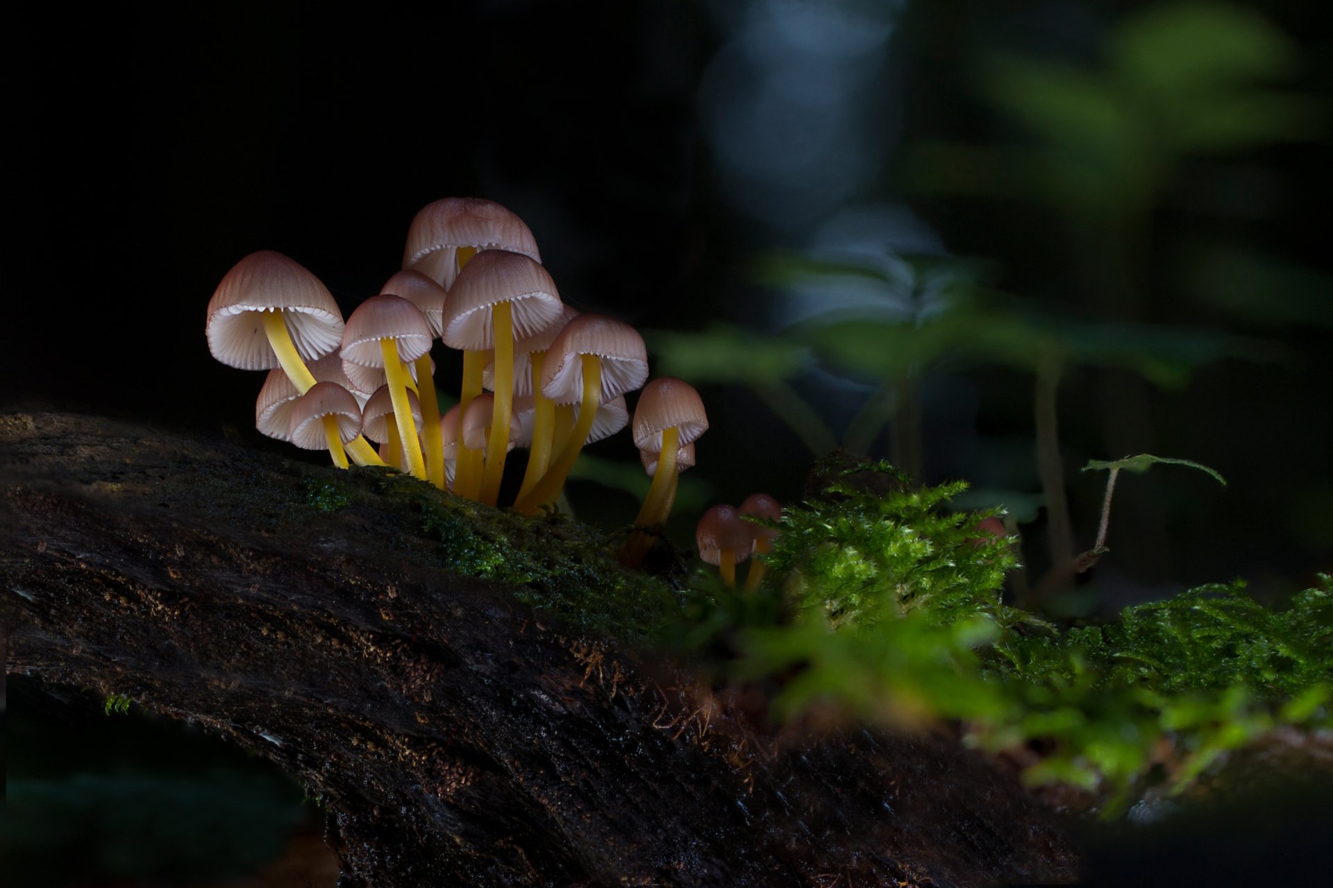 Enchanted Forest Mushrooms | 4K Ultra HD Nature Close-Up Wallpaper ...
