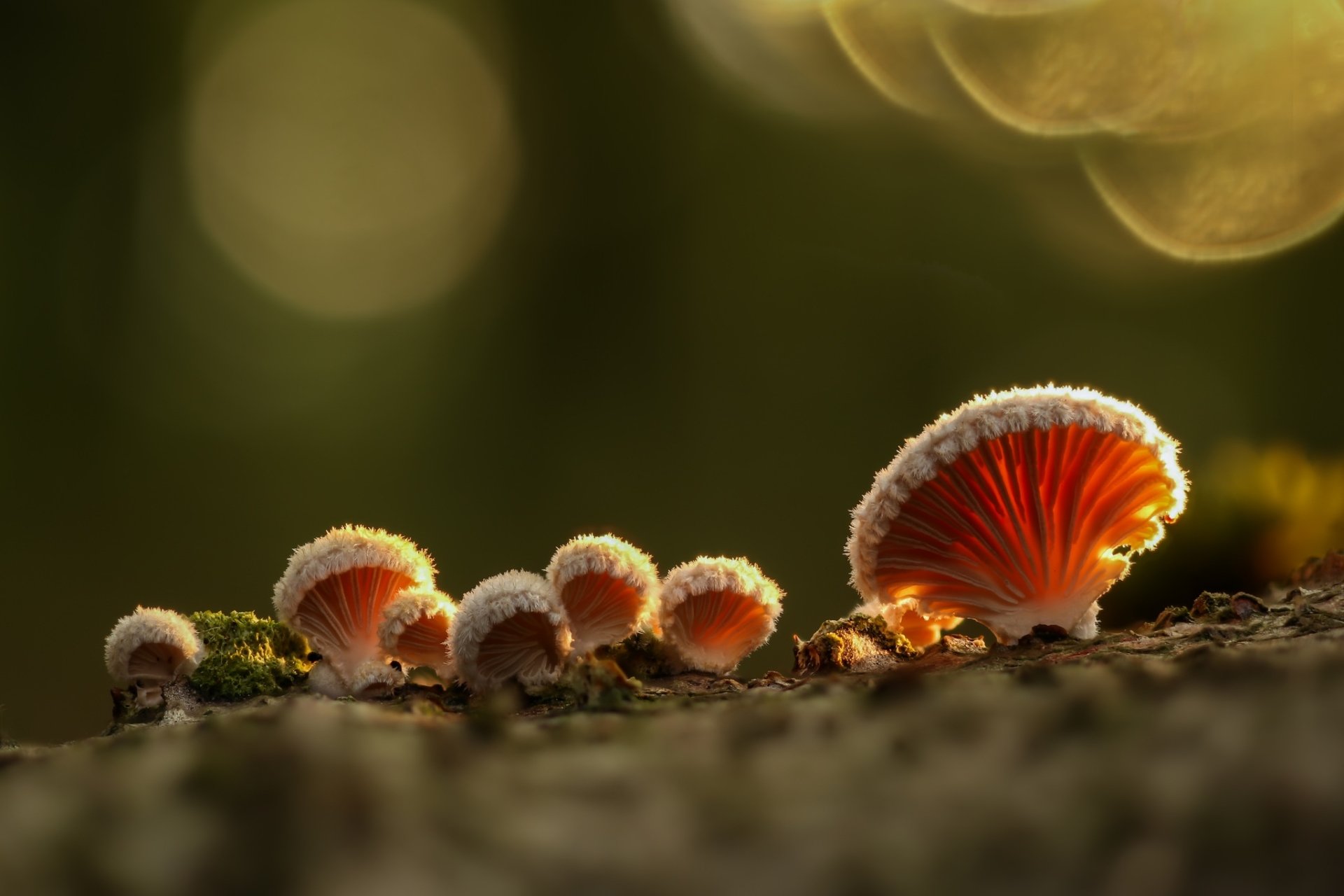Download Macro Nature Mushroom HD Wallpaper | 2048x1365 | Wallpaper Abyss