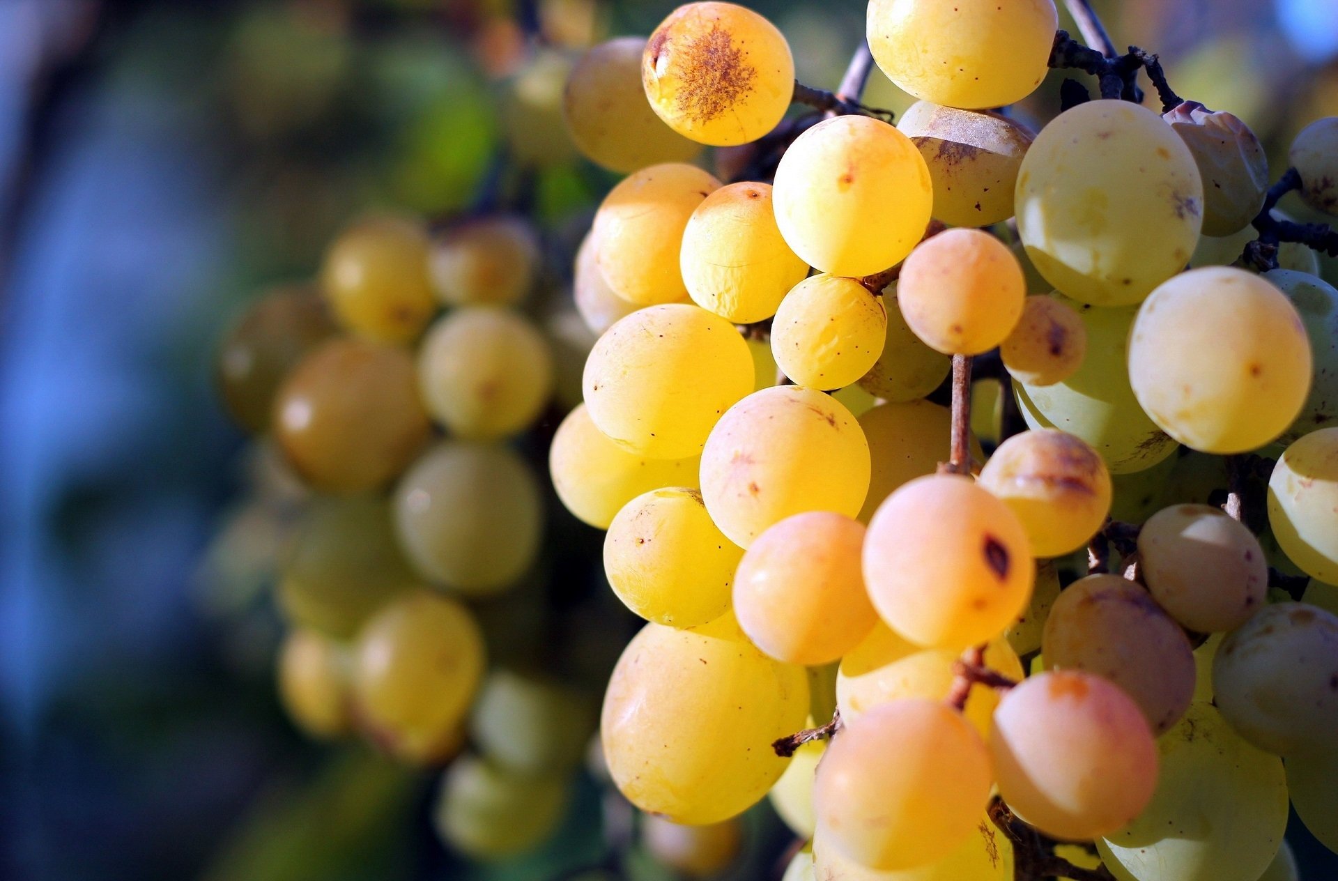 Sun‑Kissed Golden Grapes — HD Food Wallpaper | 1920x1264 | Wallpaper Abyss