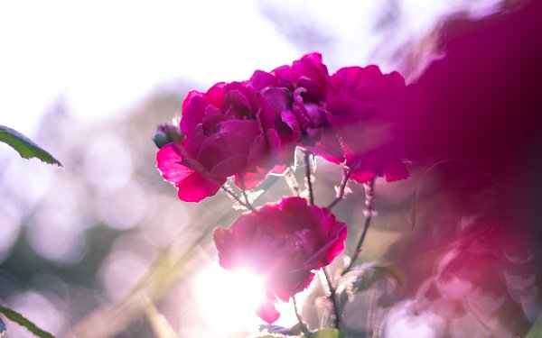 [60+] Pink Rose 4k Wallpapers