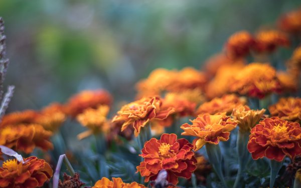 26 Marigold HD Wallpapers | Background Images - Wallpaper Abyss