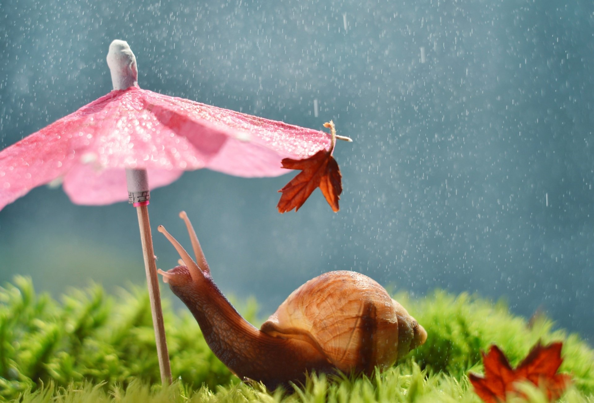Download Rain Animal Snail HD Wallpaper