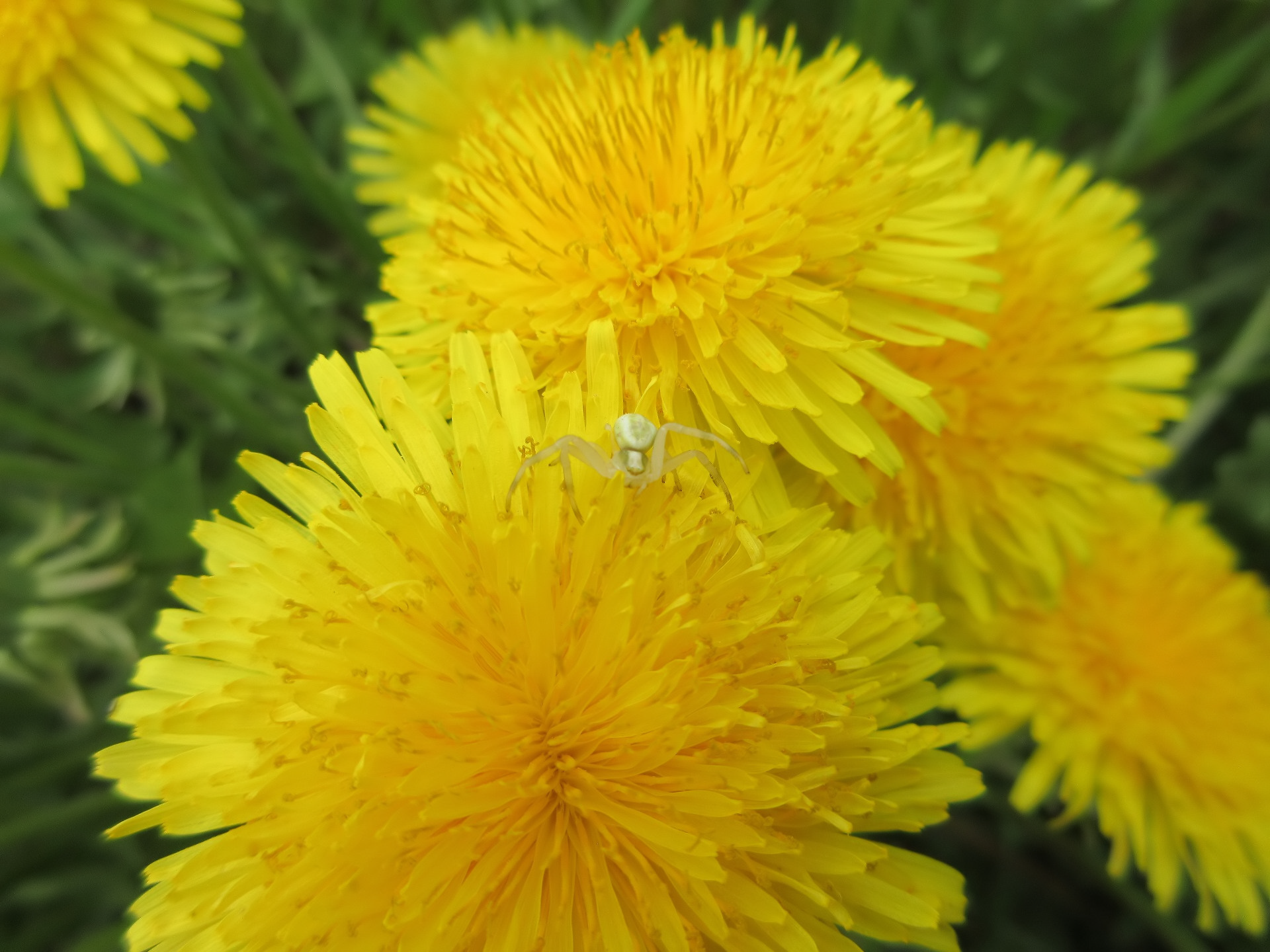 Download Dandelion Animal Spider HD Wallpaper by Meduzanol