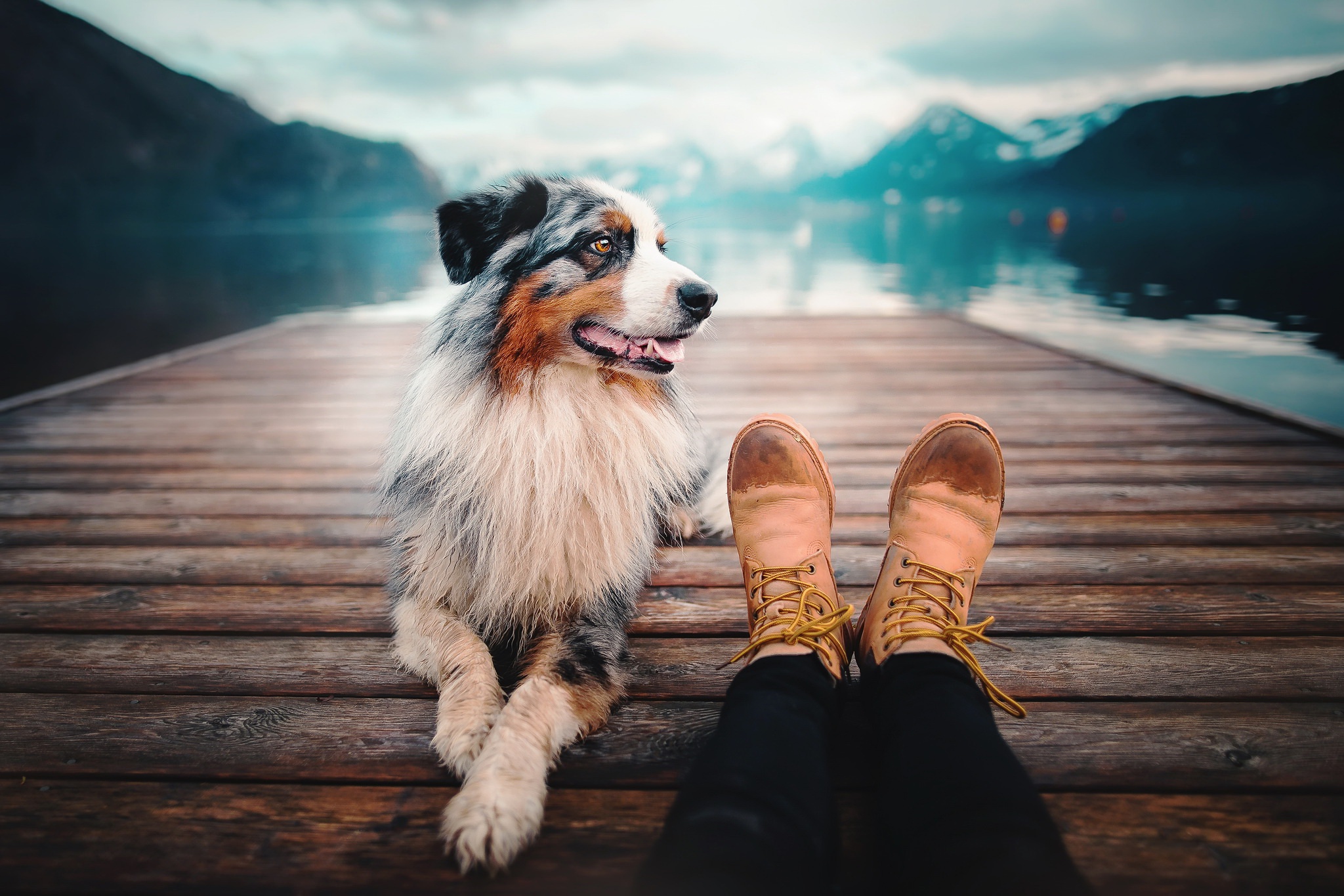 Download Dog Animal Australian Shepherd HD Wallpaper