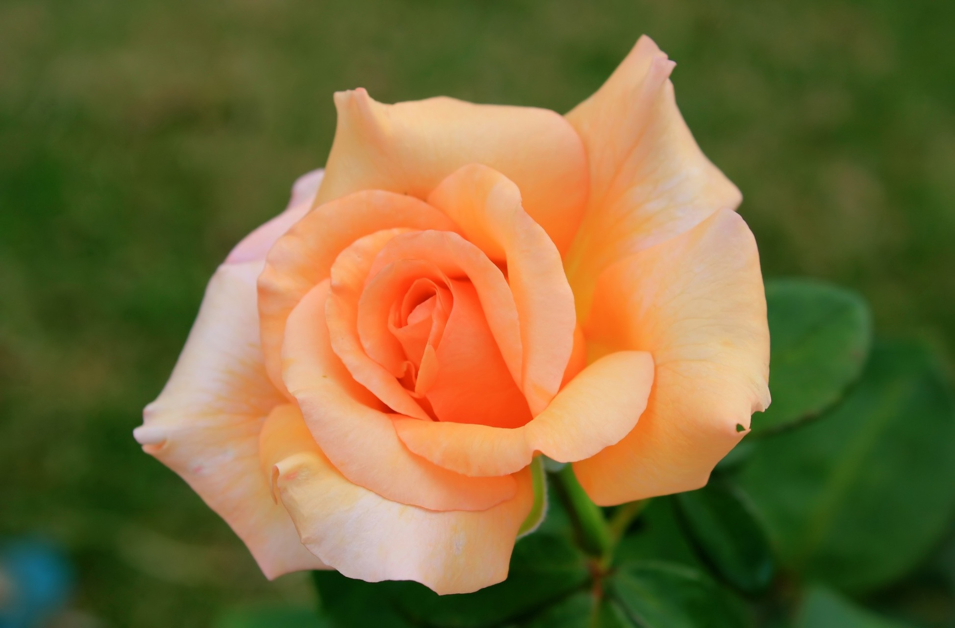 Download Nature Rose HD Wallpaper