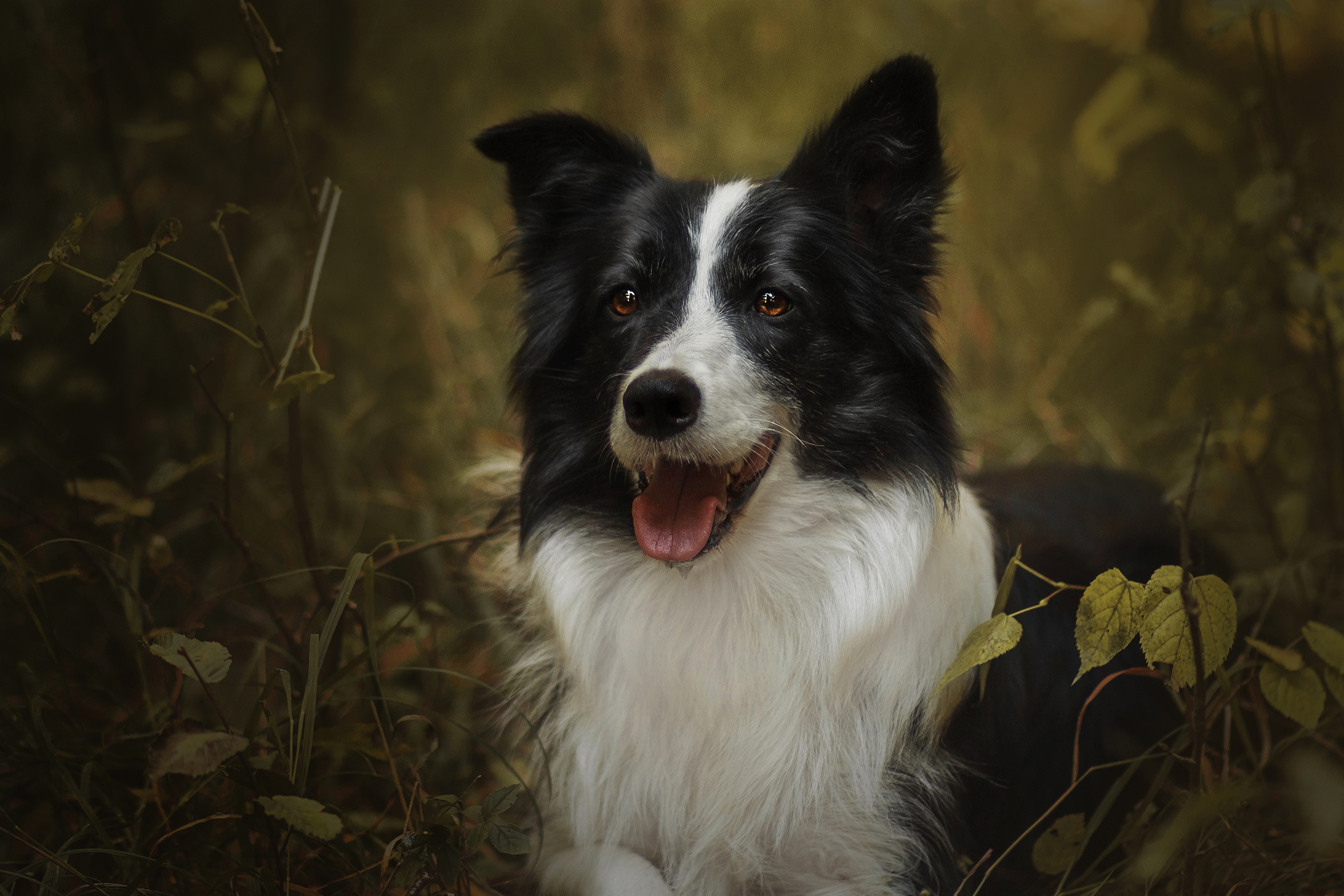Download Dog Animal Border Collie HD Wallpaper
