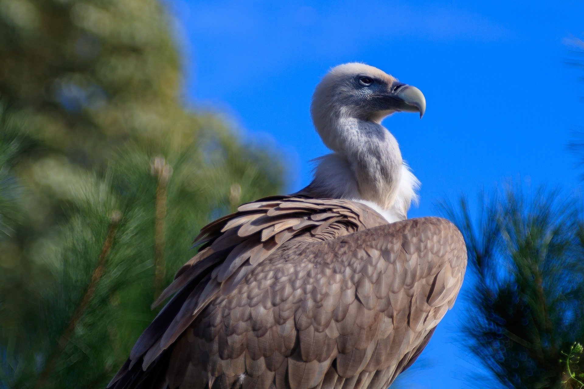 Majestic Vulture HD Wallpaper: Powerful Bird of Prey in Natural ...