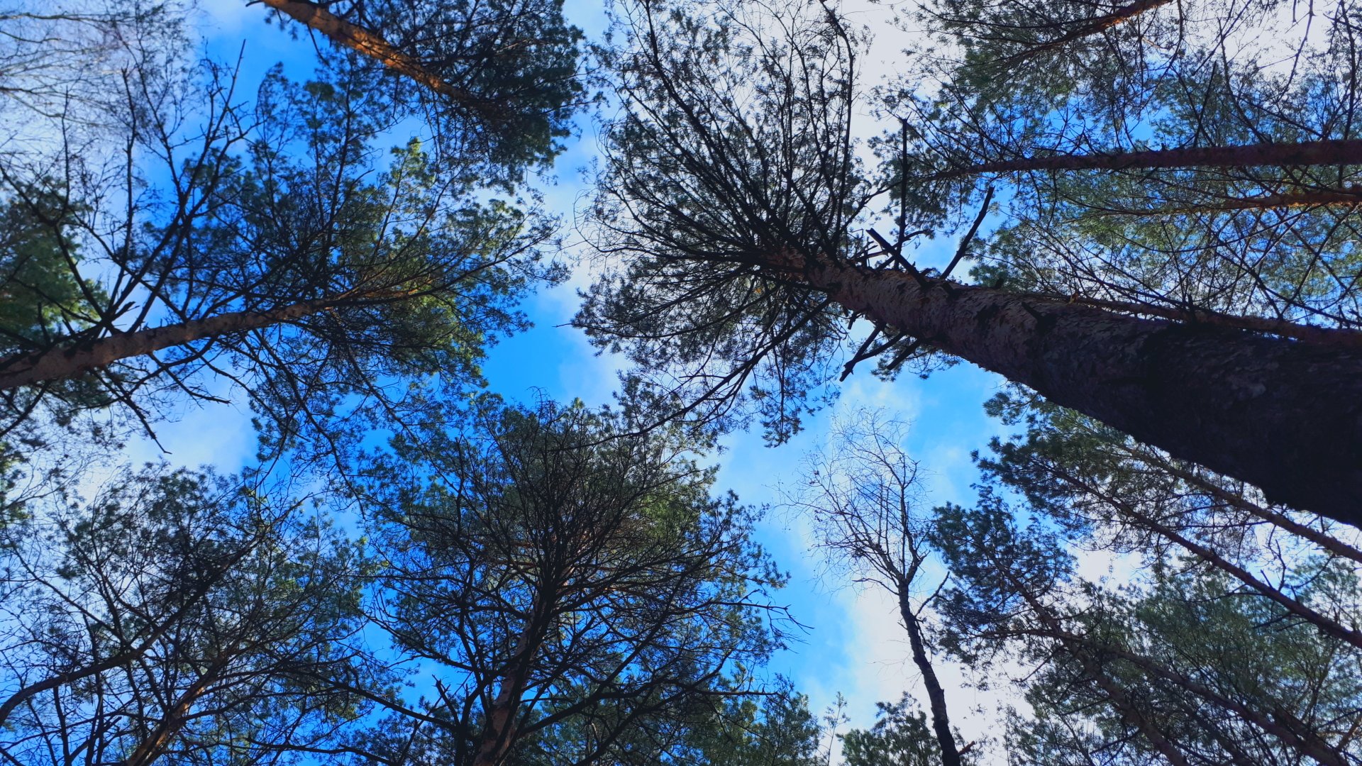 Download Nature Tree 4k Ultra HD Wallpaper by Roman_Evseenko