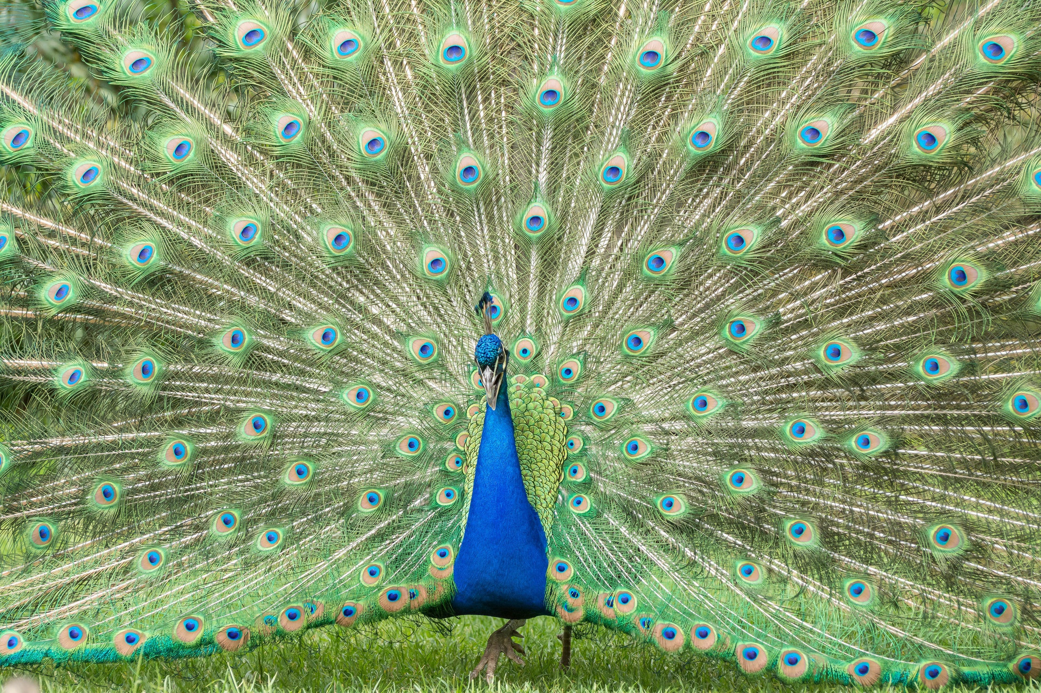 Peacock HD Wallpaper