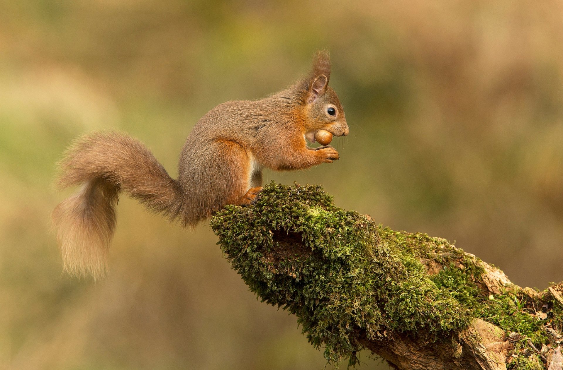 Download Rodent Animal Squirrel HD Wallpaper | 2048x1348 | Wallpaper Abyss