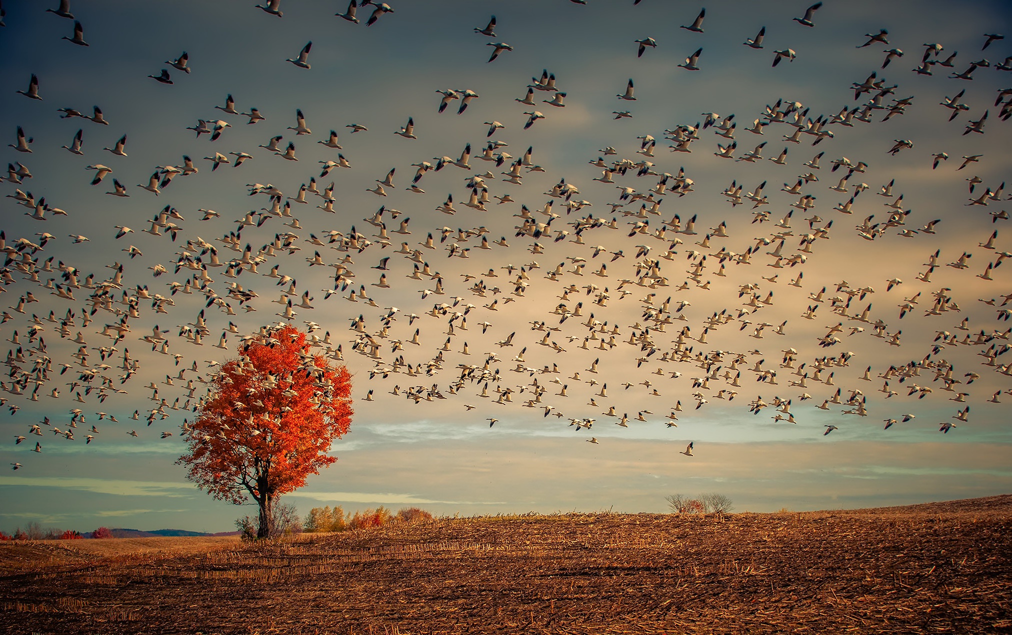 Download Tree Flock Of Birds Bird Animal Goose HD Wallpaper by Jean-Luc ...