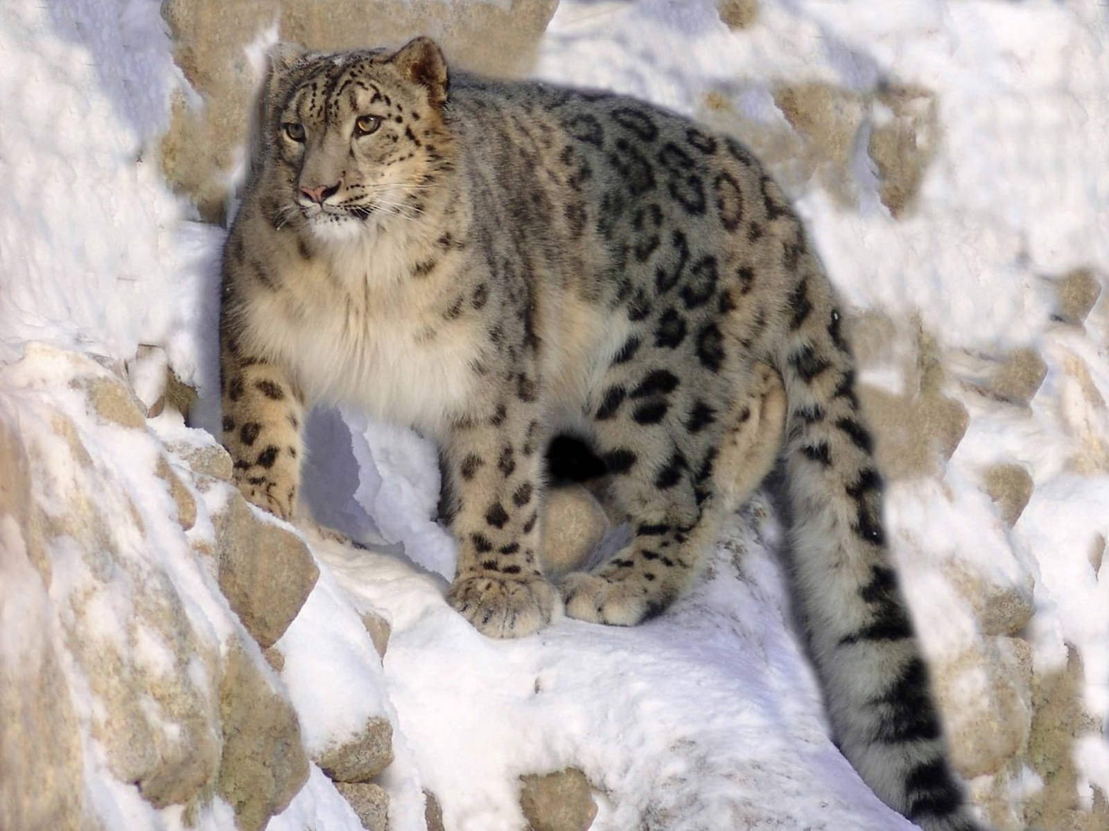Majestic Snow Leopard: Stunning HD Wallpaper