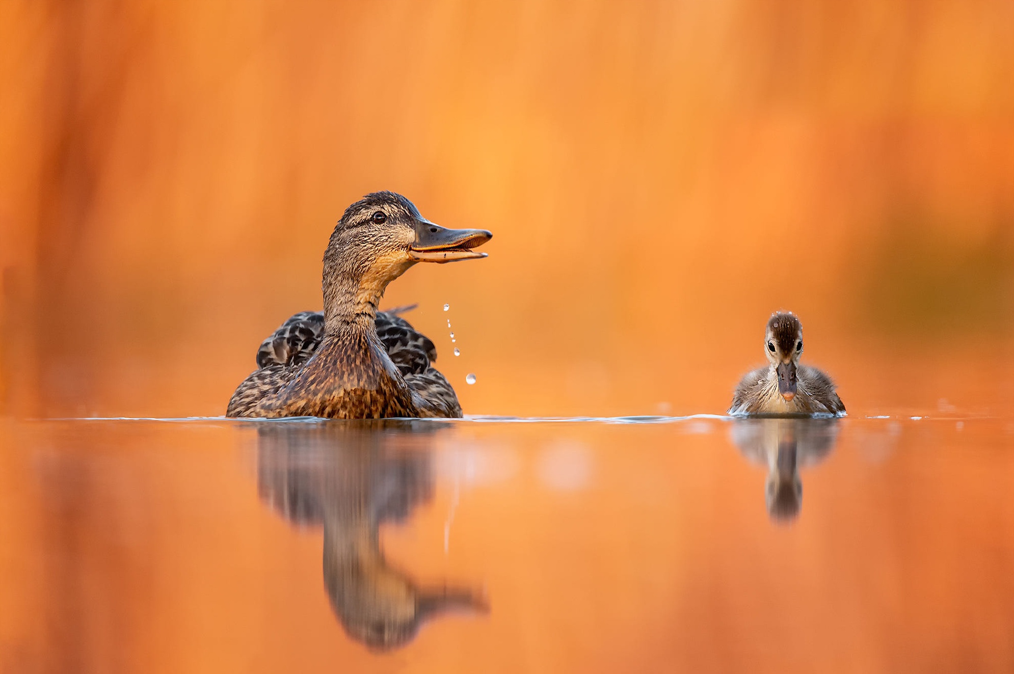Charming Duckling Duo: Reflective Moments of Baby Birds in HD