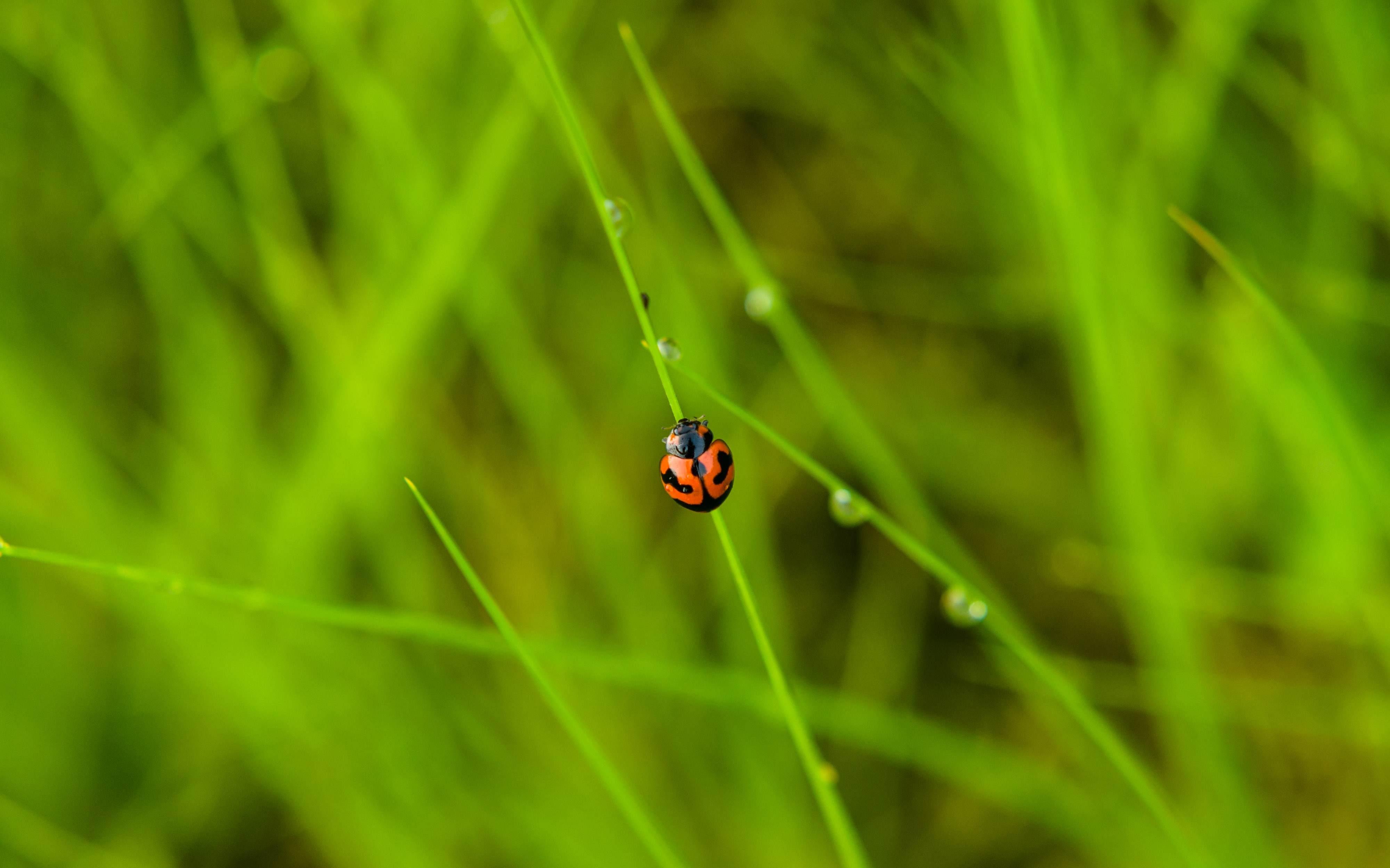 Download Macro Insect Animal Ladybug 4k Ultra HD Wallpaper