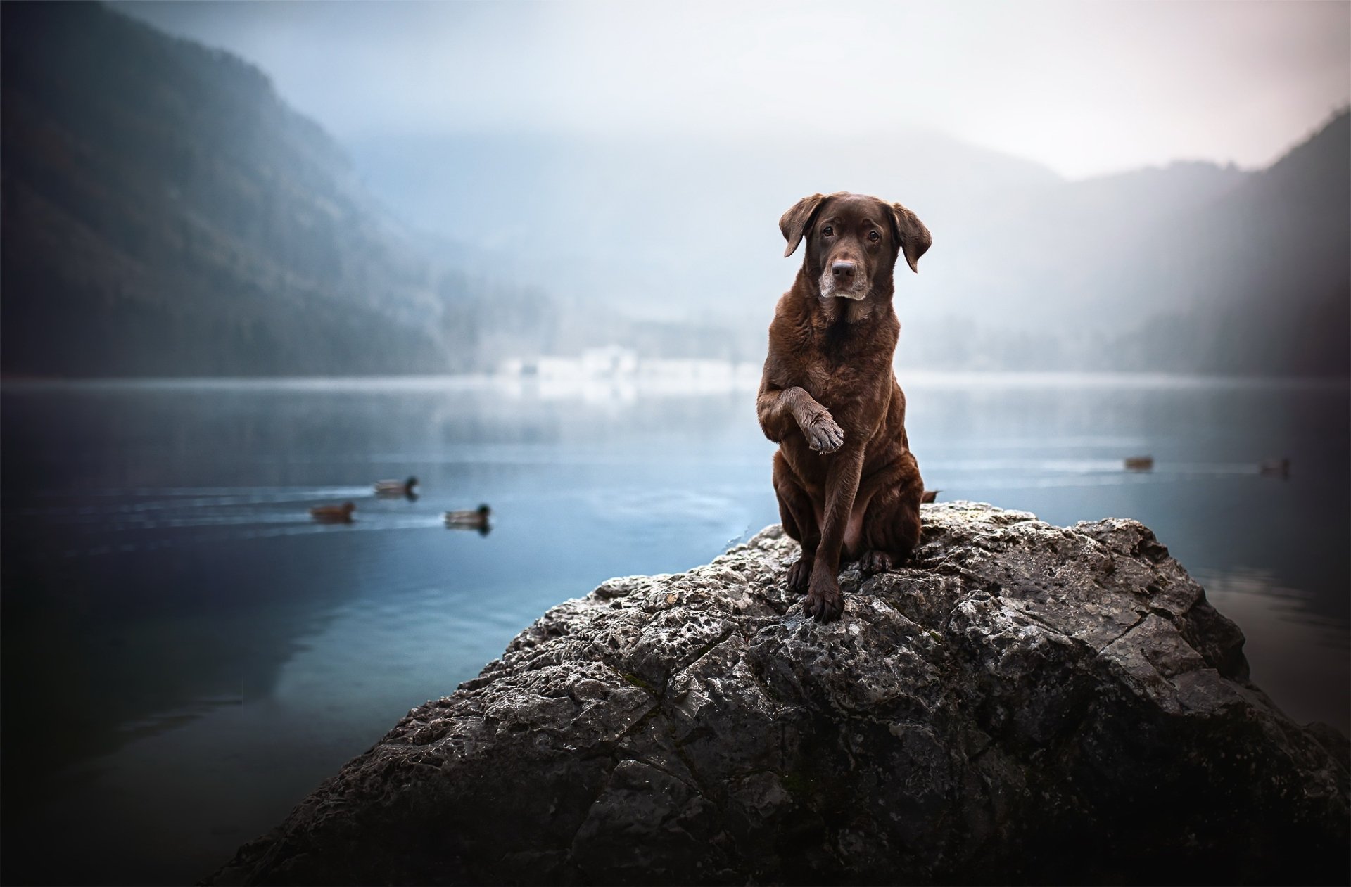 Misty Depths: HD Dog Portrait at the Lake | 2048x1345 | Wallpaper Abyss