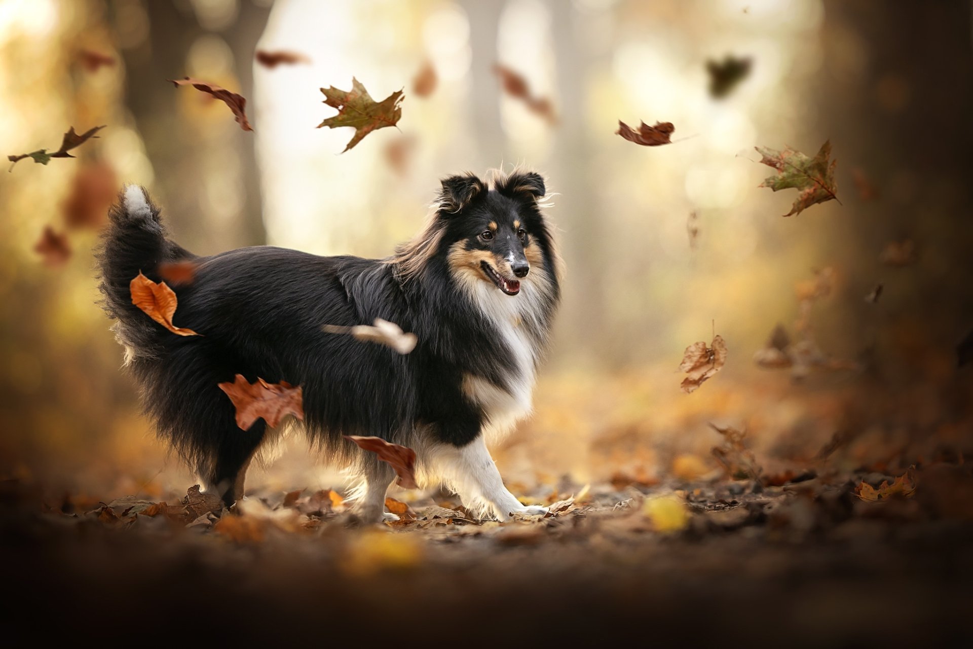 Autumn Sheltie in Bokeh — HD Fall Wallpaper | 2048x1365 | Wallpaper Abyss