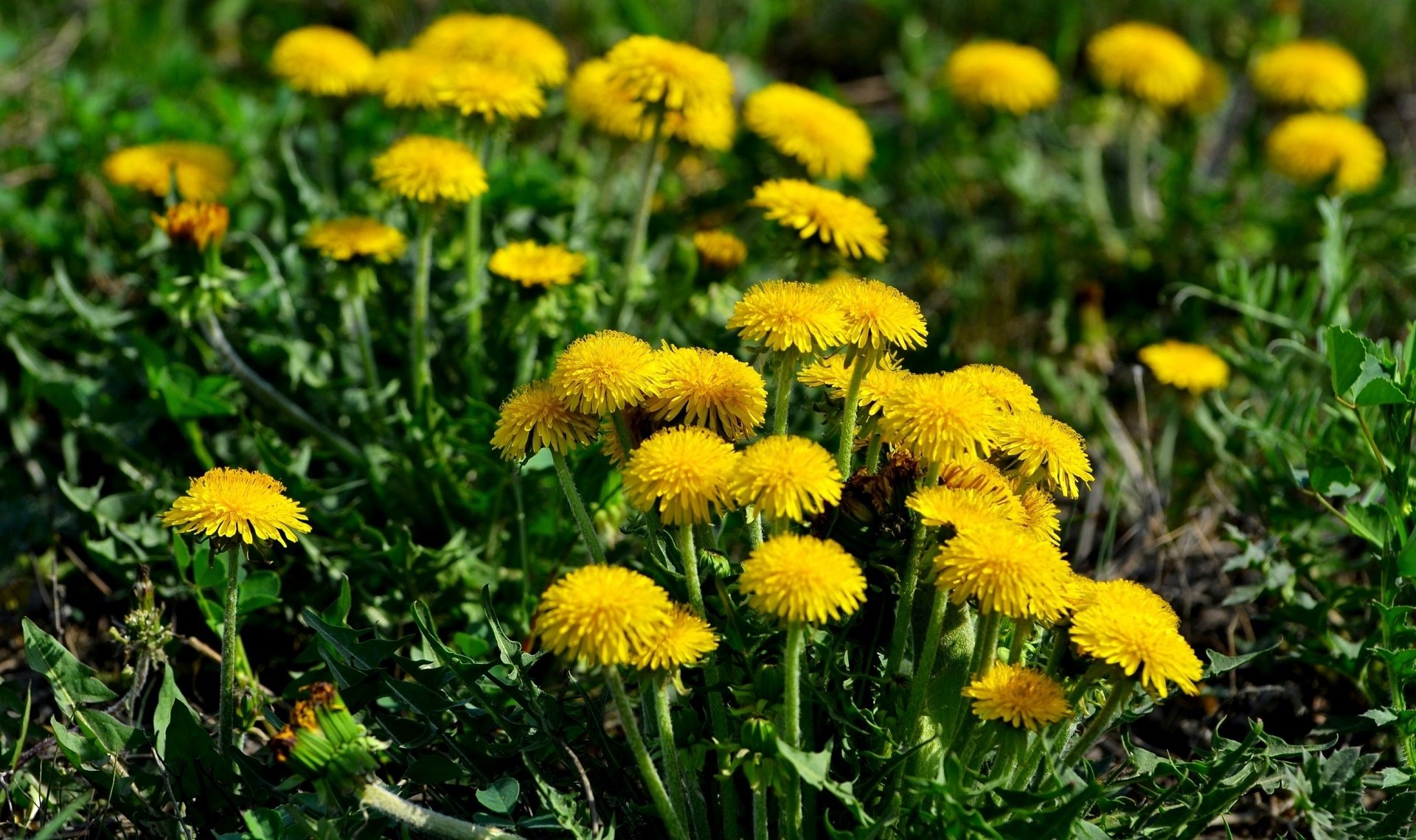 Nature Dandelion HD Wallpaper