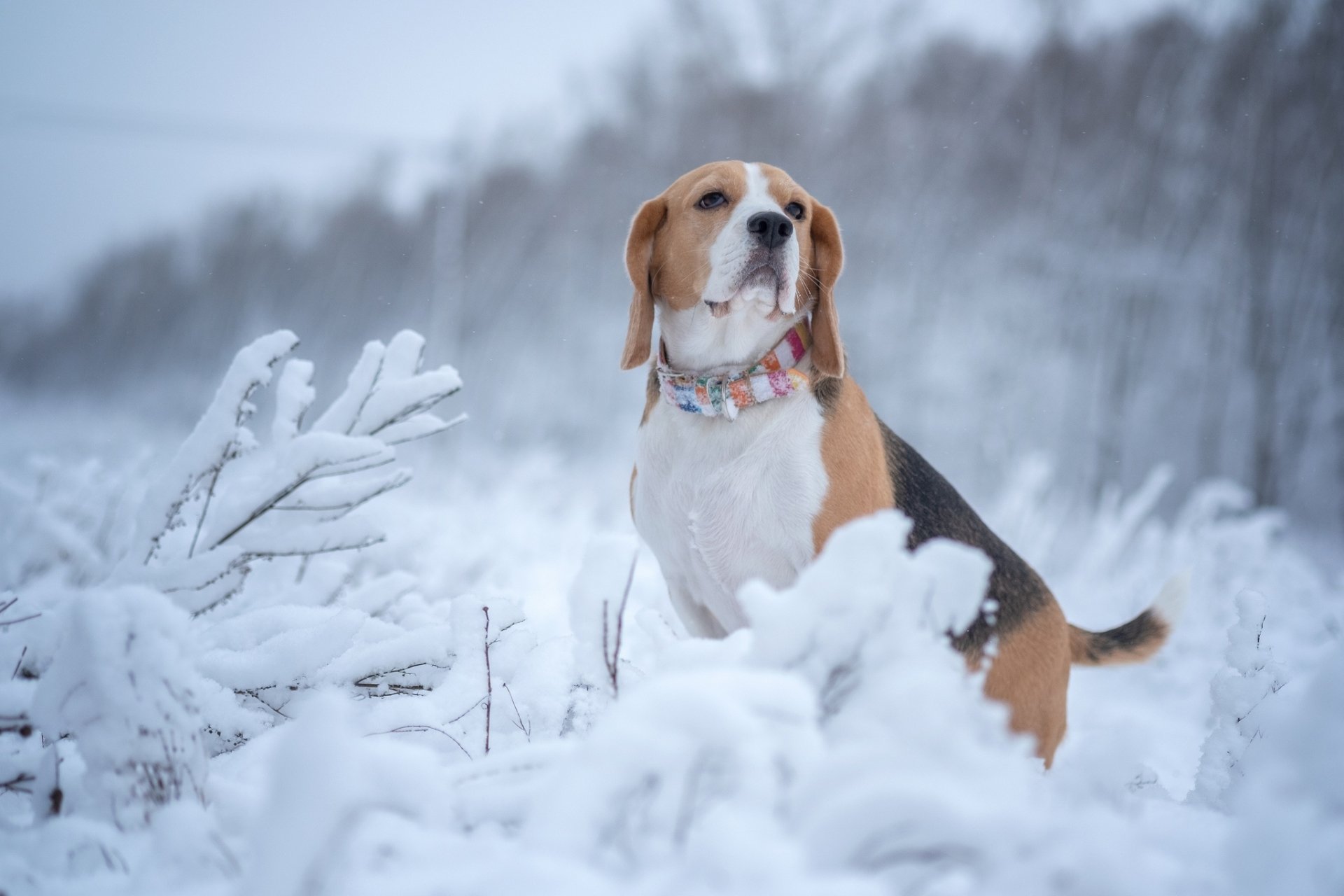 Download Snow Winter Dog Animal Beagle HD Wallpaper