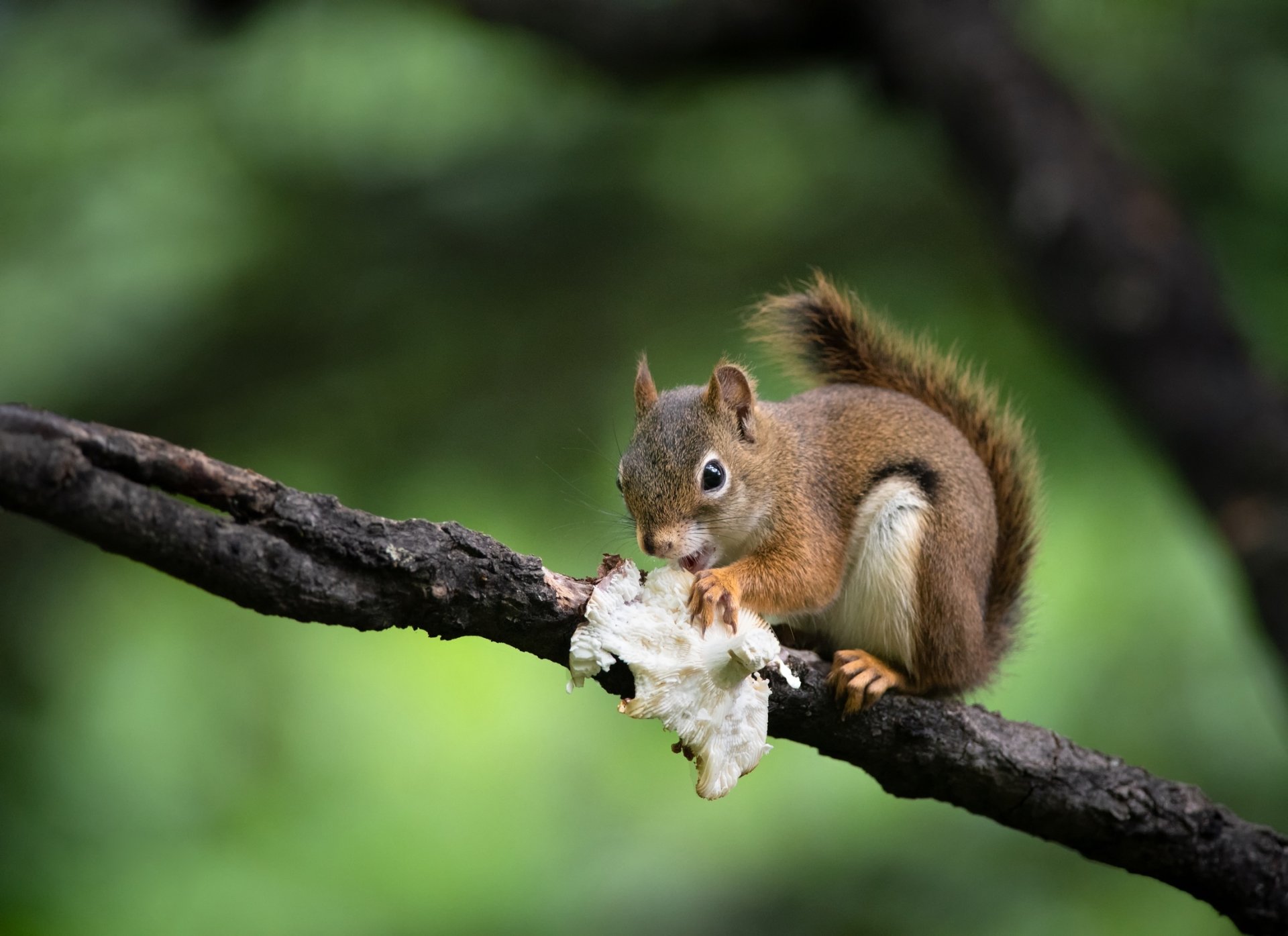 Forest Squirrel Feast — HD Rodent Wallpaper | 2200x1599 | Wallpaper Abyss
