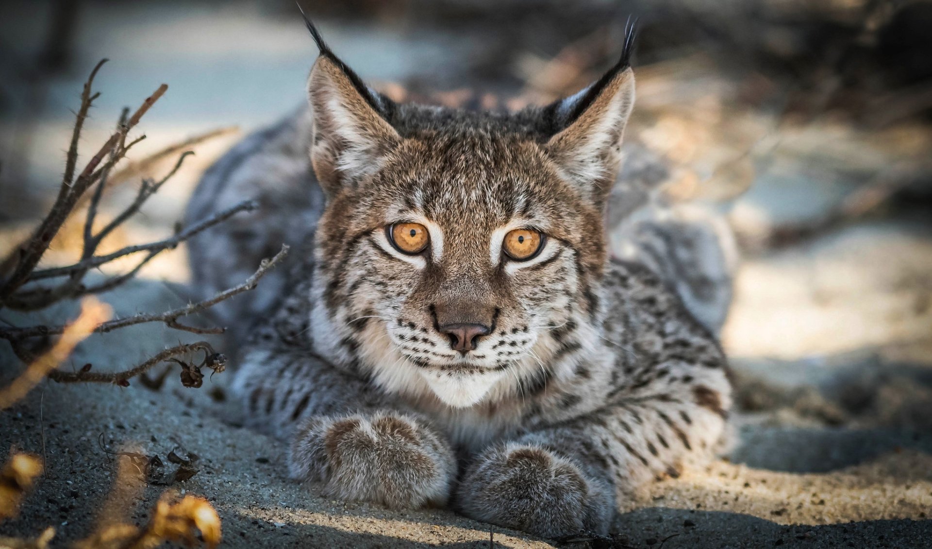 Majestic Lynx in HD: Stunning Wildlife Wallpaper