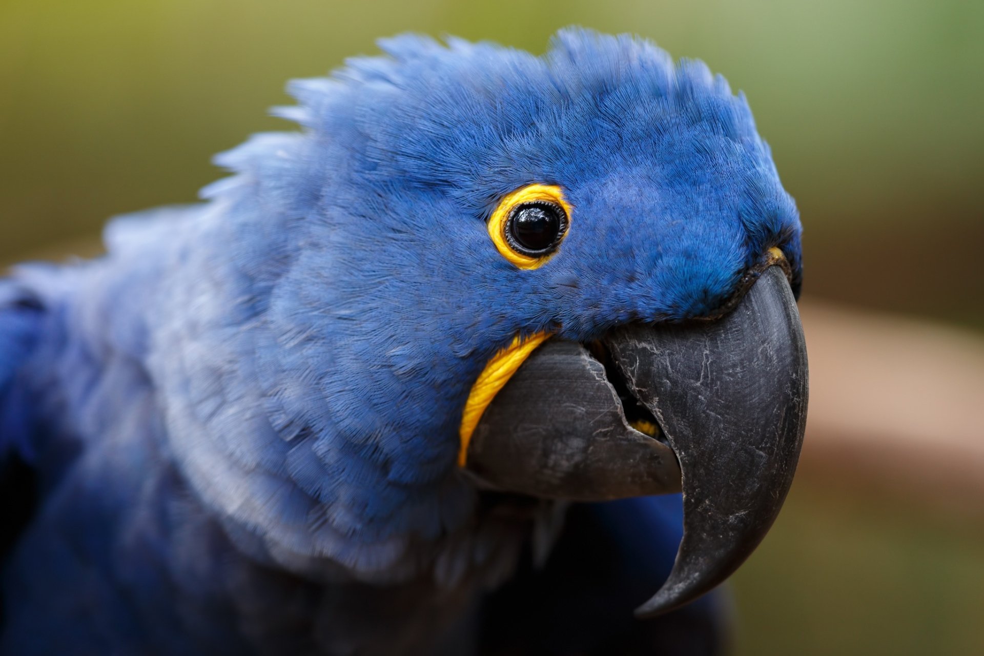 Download Beak Bird Parrot Macaw Animal Hyacinth Macaw HD Wallpaper