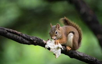 Download Rodent Squirrel Animal PFP