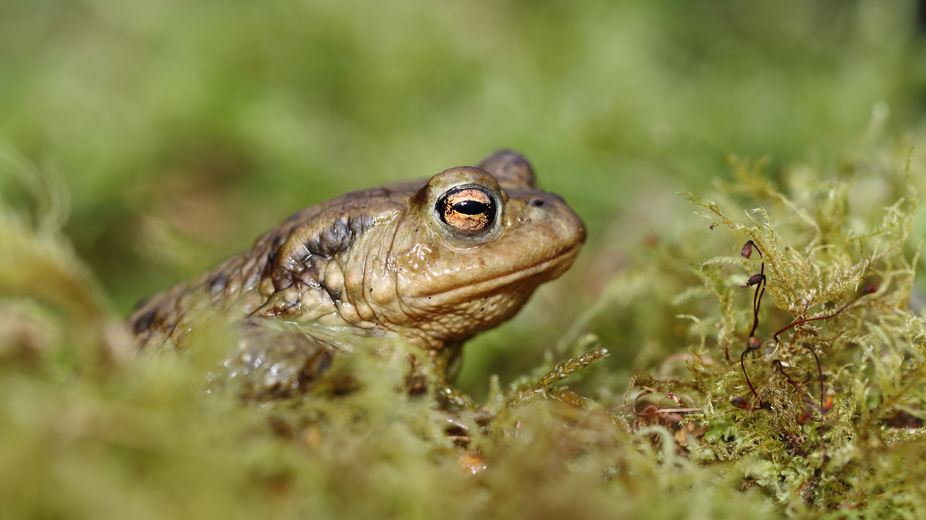 Download Amphibian Animal Frog 4k Ultra HD Wallpaper