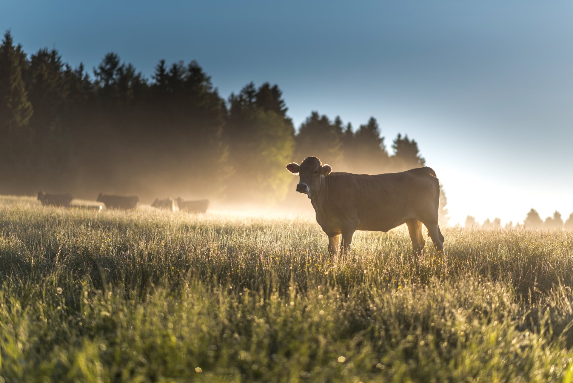 Download Grass Animal Cow 4k Ultra HD Wallpaper