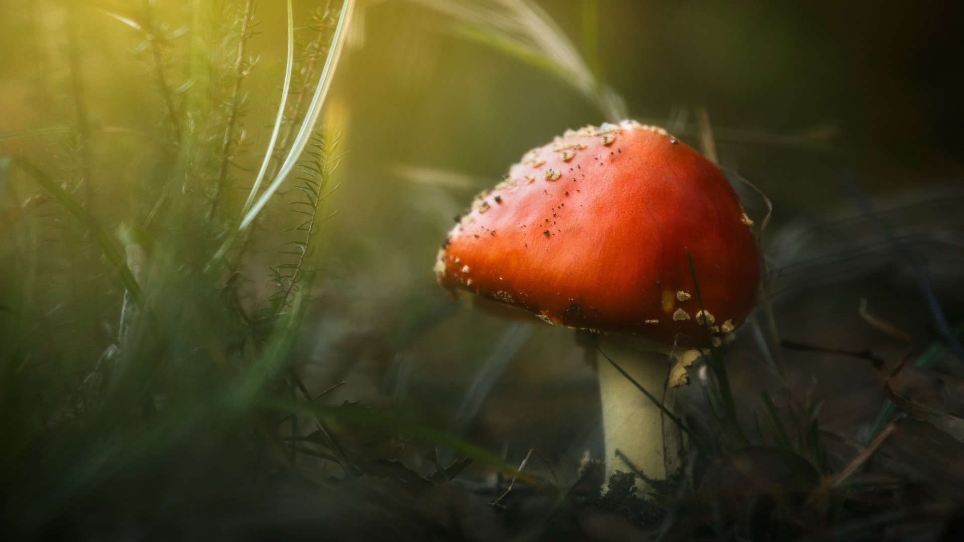 Download Close-up Fall Nature Mushroom 4k Ultra HD Wallpaper
