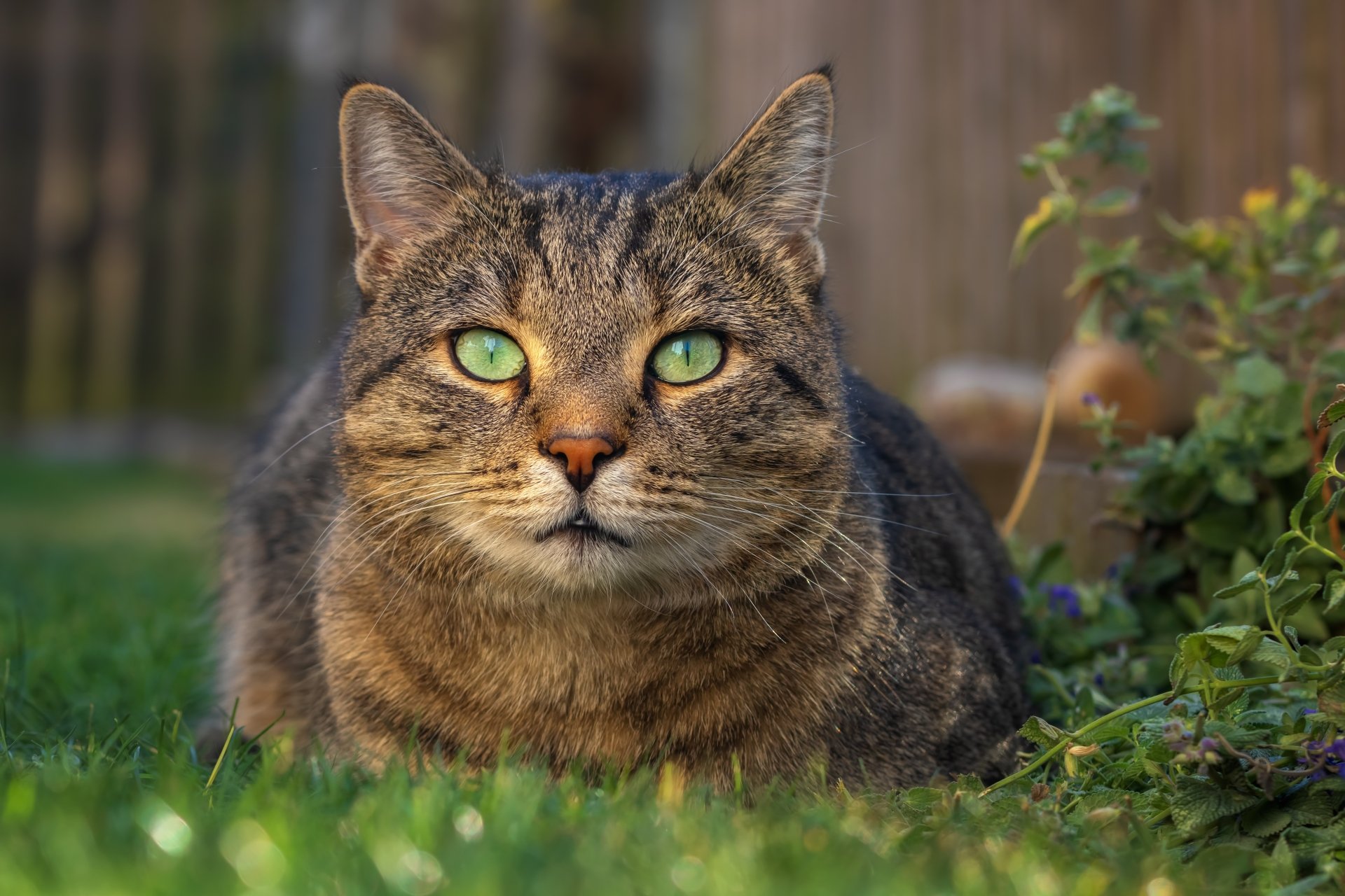 4K Ultra HD Cat Stare: Mesmerizing Animal Gaze in Stunning Detail ...