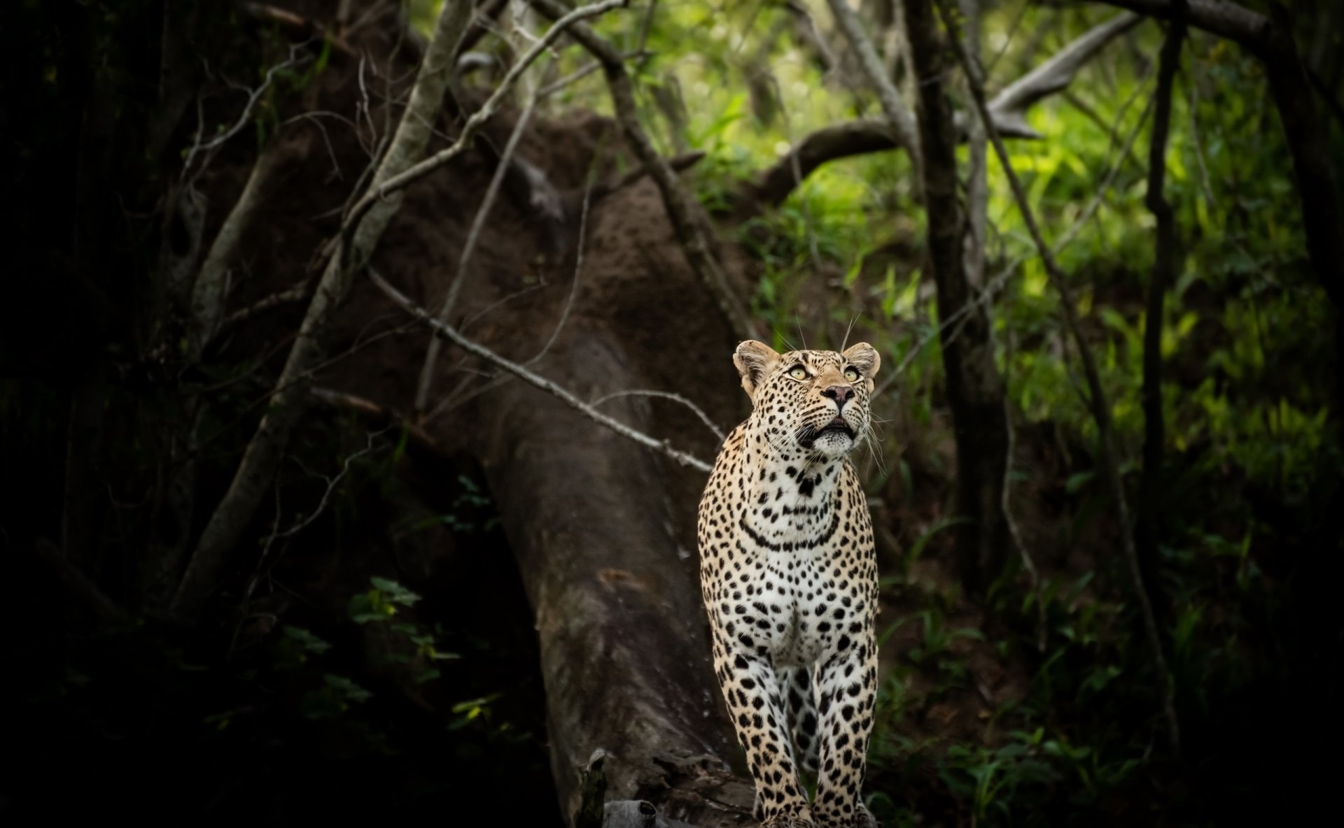 Majestic Leopard in Lush Forest – HD Wildlife Wallpaper