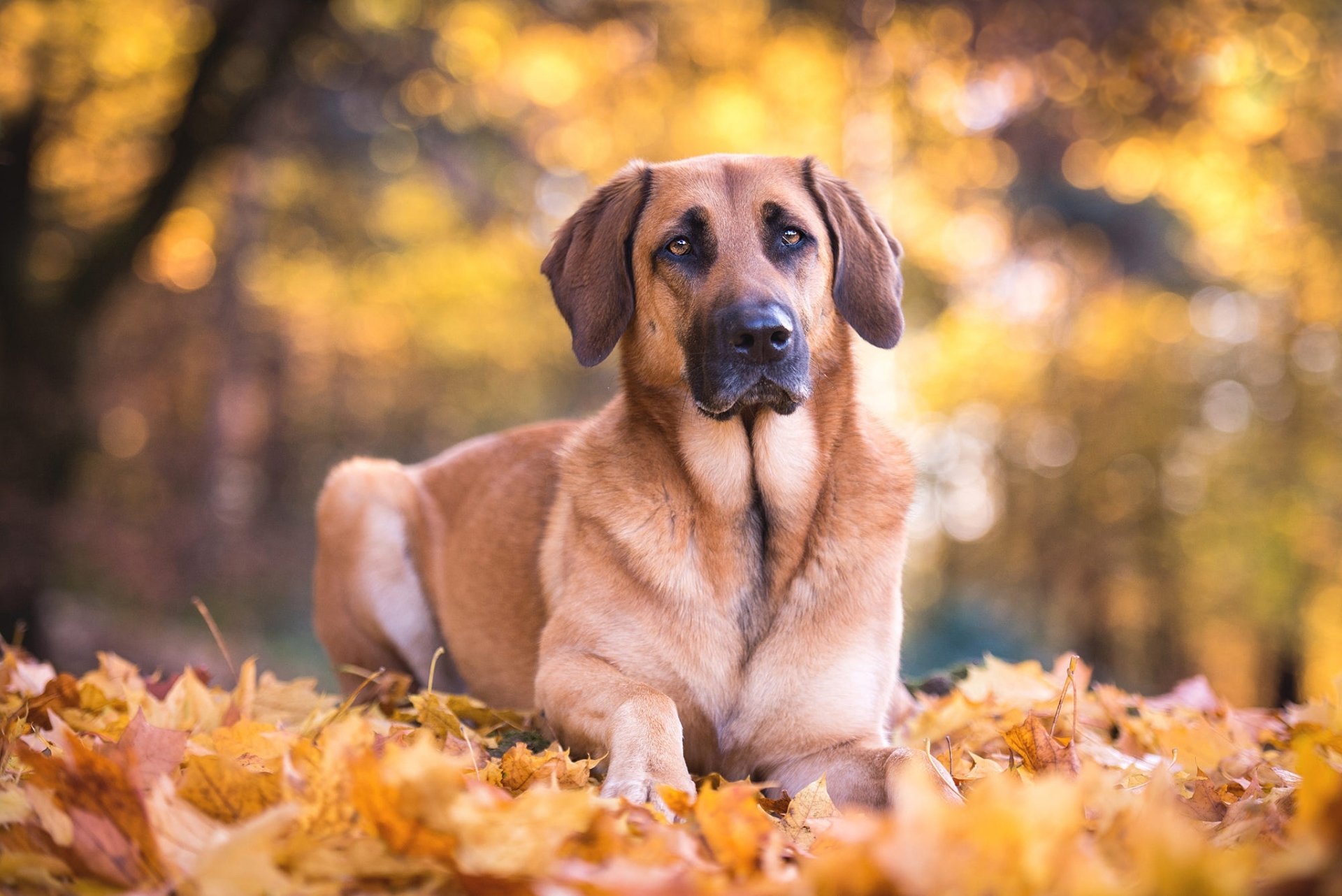 Download Bokeh Depth Of Field Fall Animal Dog HD Wallpaper