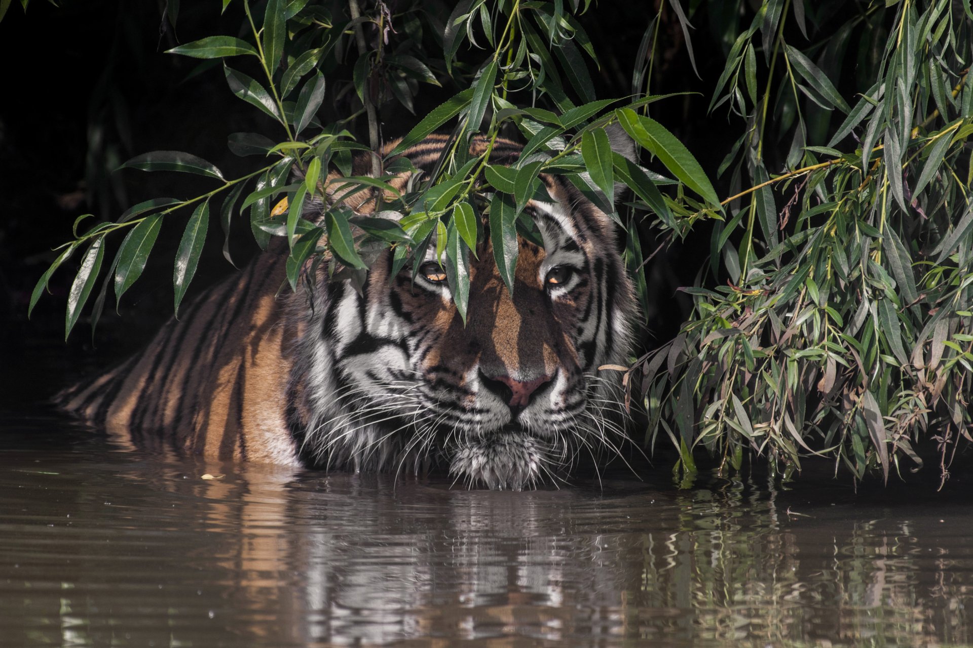 Majestic Tiger: HD Wallpaper in a Serene Jungle Setting | 2700x1800 ...