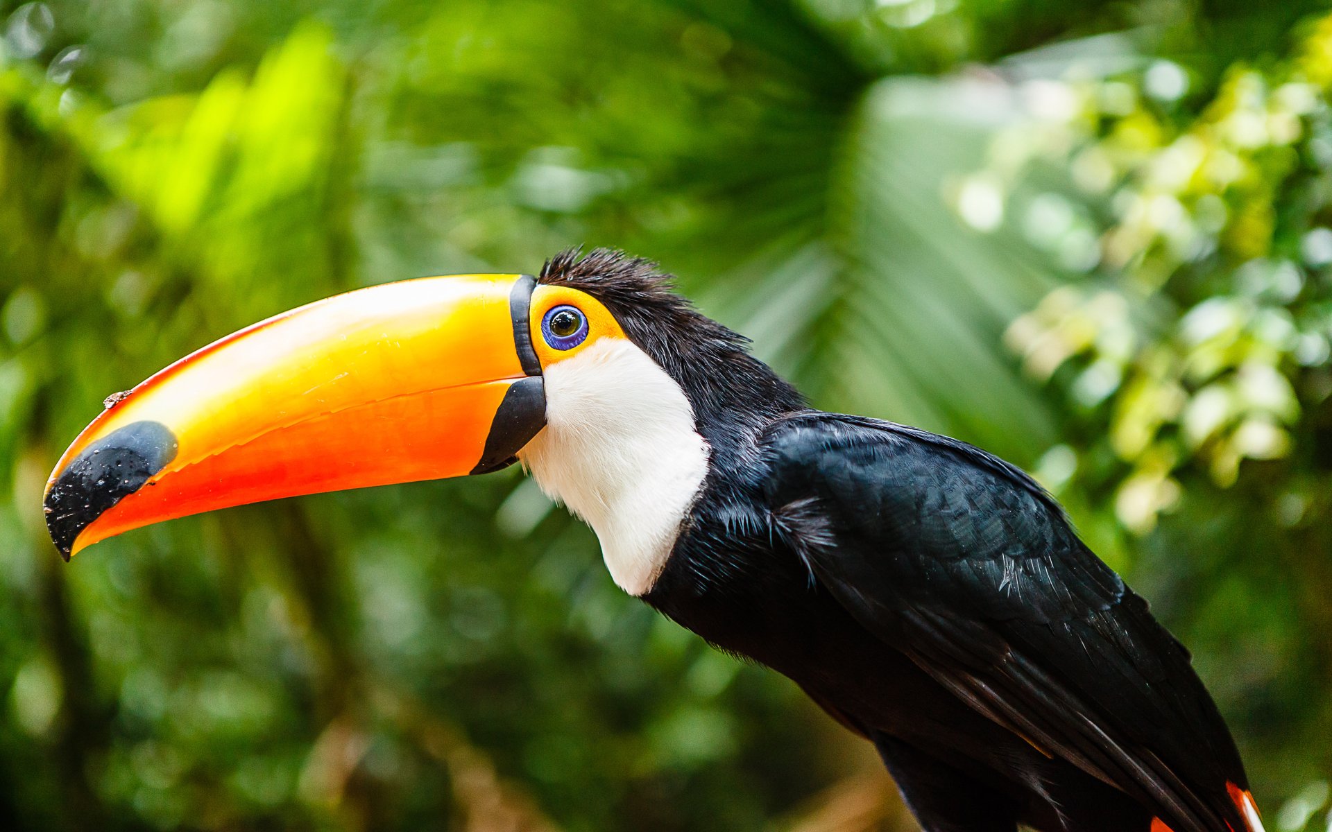 Download Animal Toucan 4k Ultra HD Wallpaper
