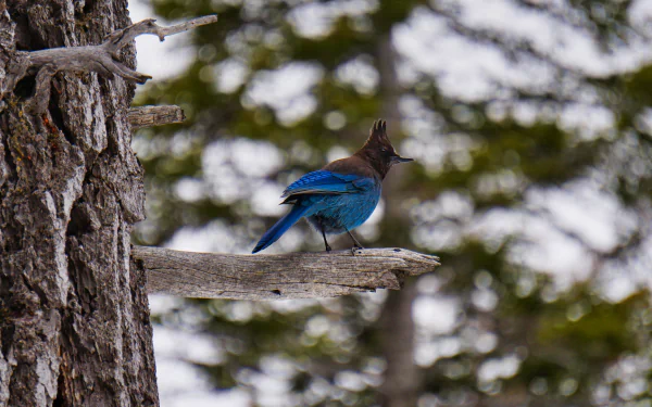 Download Steller's Jay Colorado Animal Jay 4k Ultra HD Wallpaper