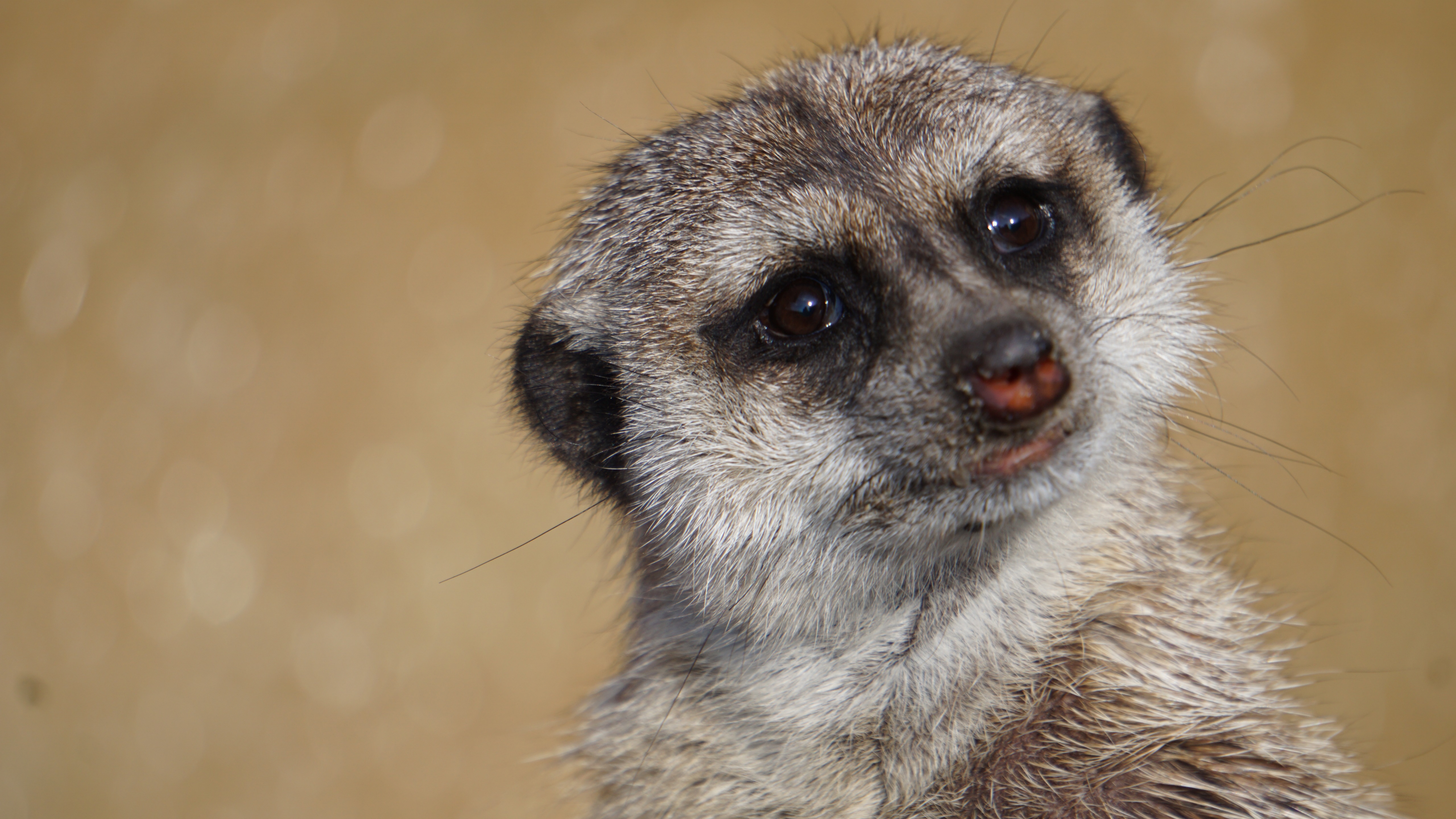 Download Animal Meerkat 4k Ultra HD Wallpaper